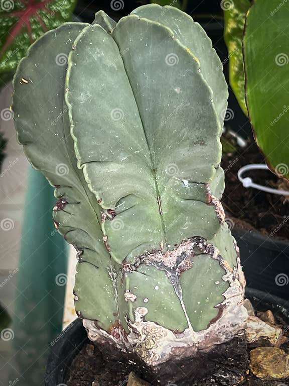 Cactus Disease,plant Rusts and Rot Problem Stock Image - Image of ...