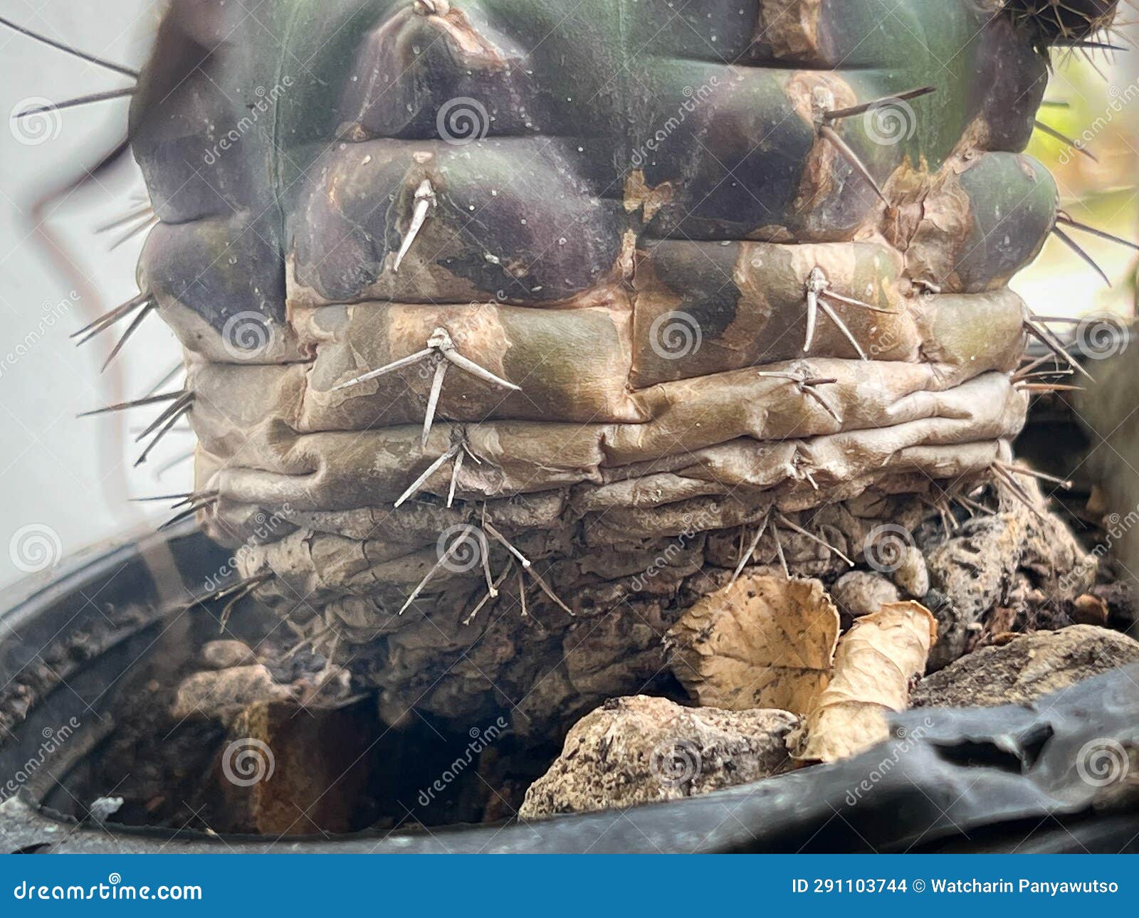 Cactus Disease Dry Root Rot Caused By Fungi, Half Cut Fungi Infected ...