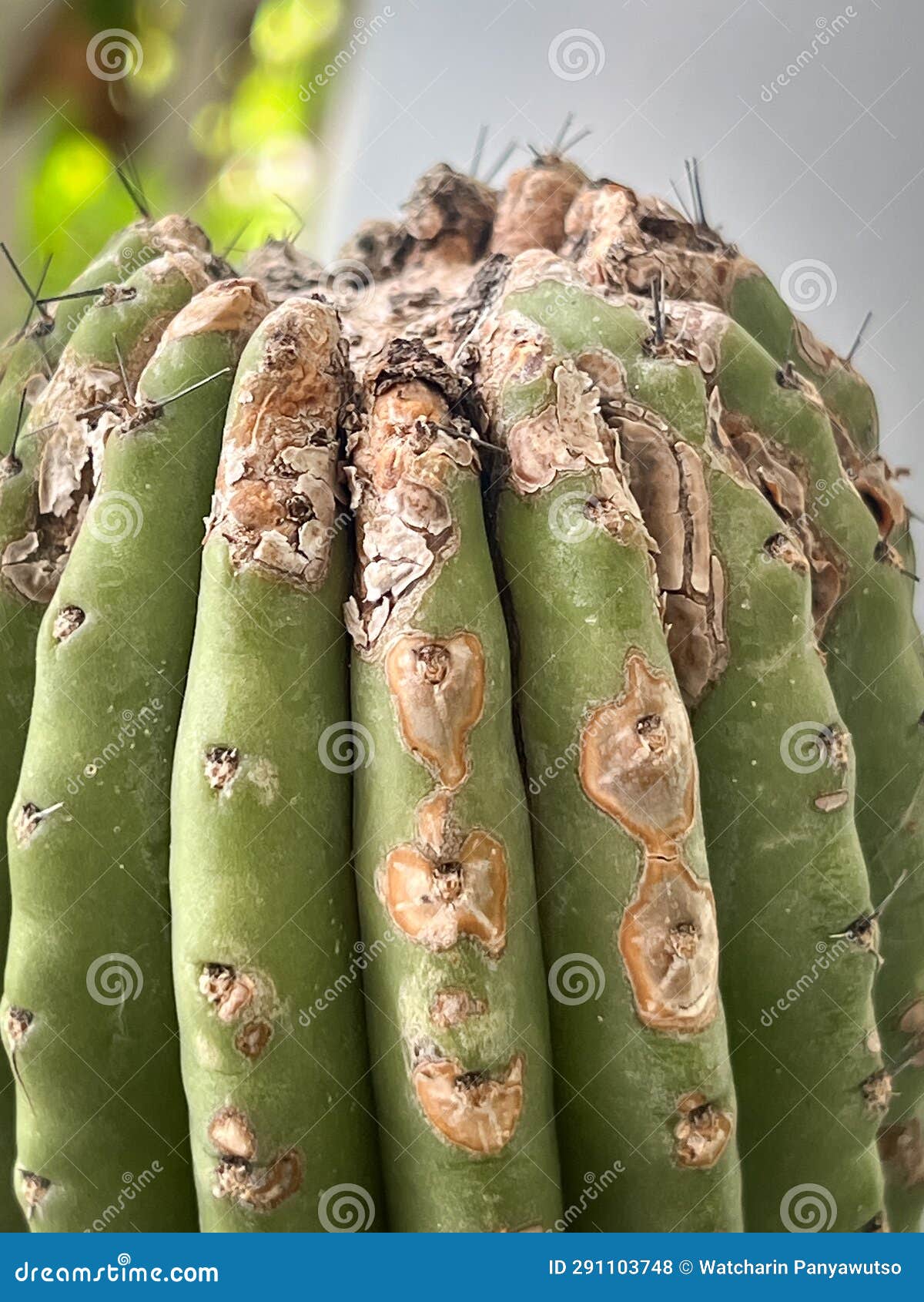 Cactus Disease,plant Rusts and Rot Problem Stock Photo - Image of scion ...