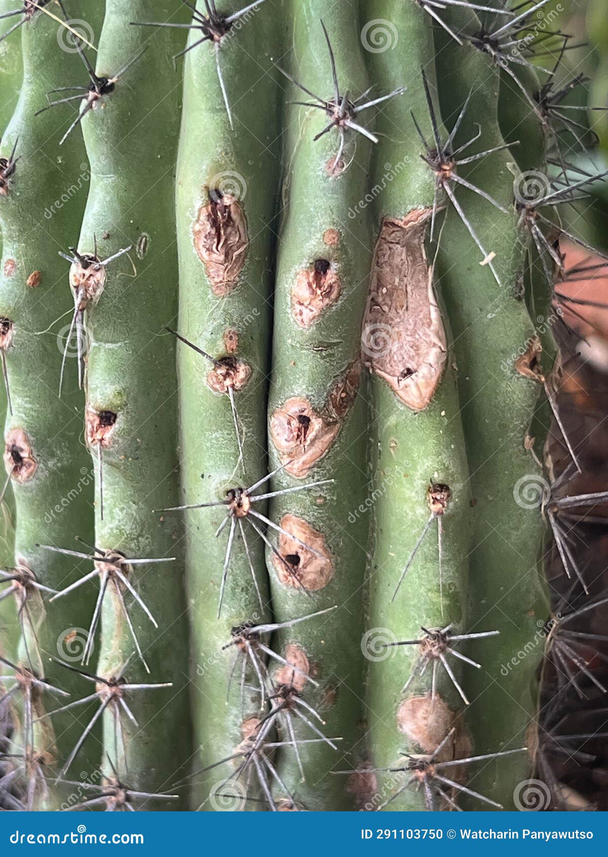 Cactus Disease,plant Rusts and Rot Problem Stock Photo - Image of color ...