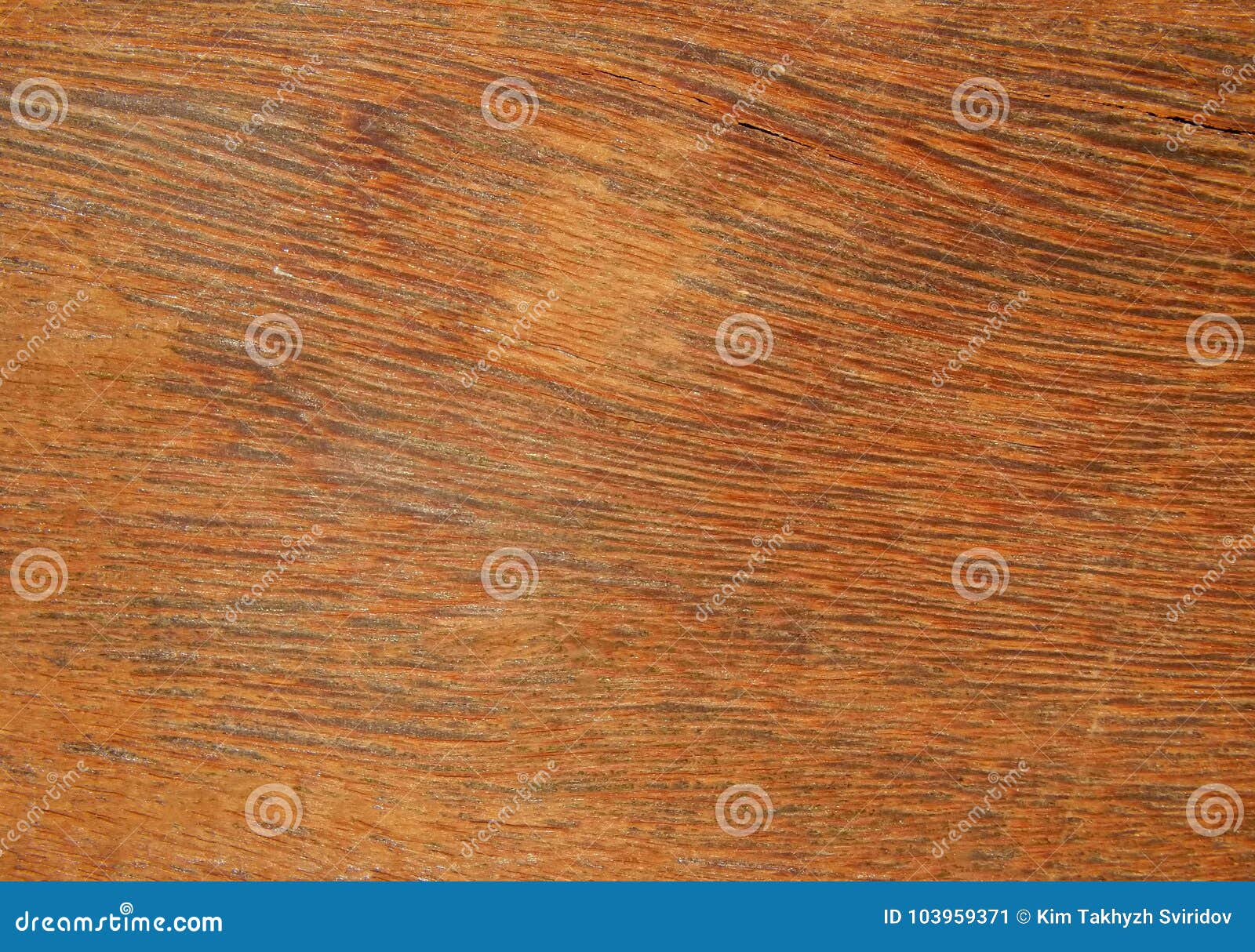 Texture of a Surface of a Natural Tree Sapele. Decorative Wood Veneer ...