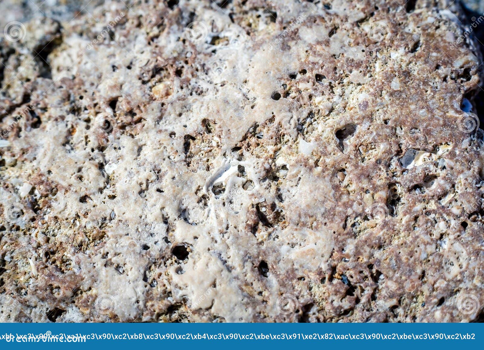 Texture of the Surface of the Old Shell Stock Photo - Image of exotic ...