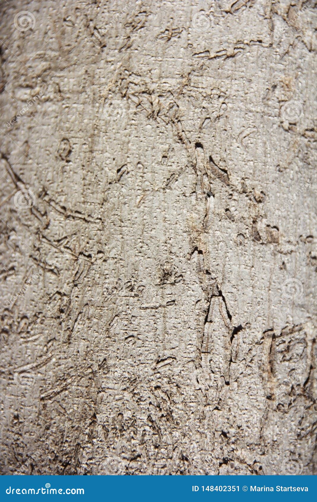 Texture of the Surface of an Old Tree with a Cracks, Stains and ...