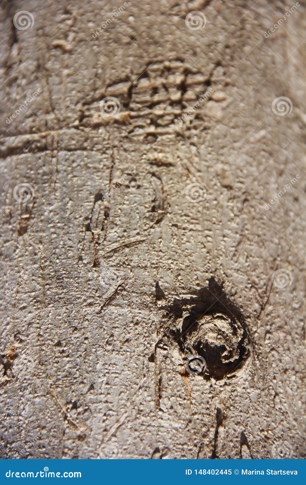 Texture of the Surface of an Old Tree with a Cracks, Stains and ...