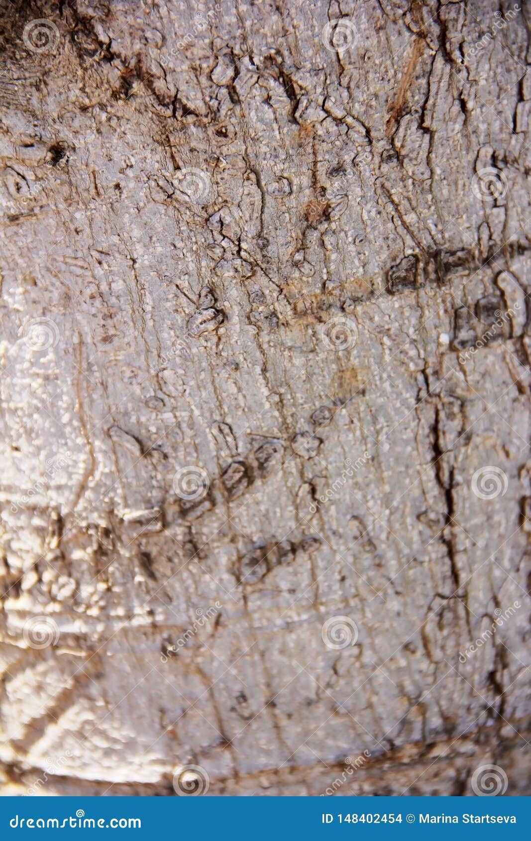 Texture of the Surface of an Old Tree with a Cracks, Stains and ...