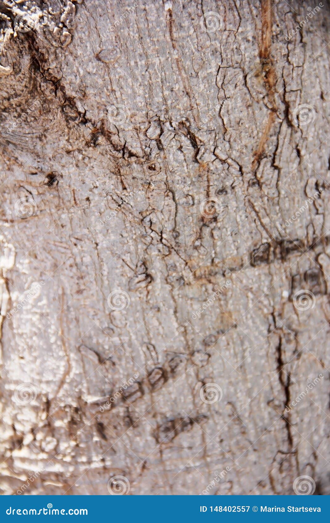 Texture of the Surface of an Old Tree with a Cracks, Stains and ...