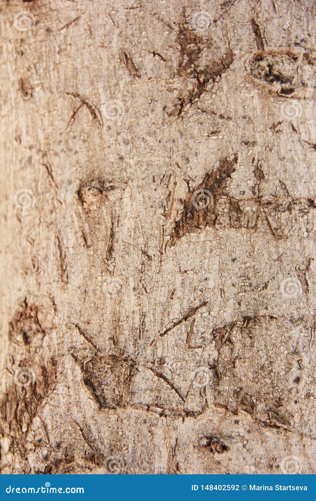 Texture of the Surface of an Old Tree with a Cracks, Stains and ...