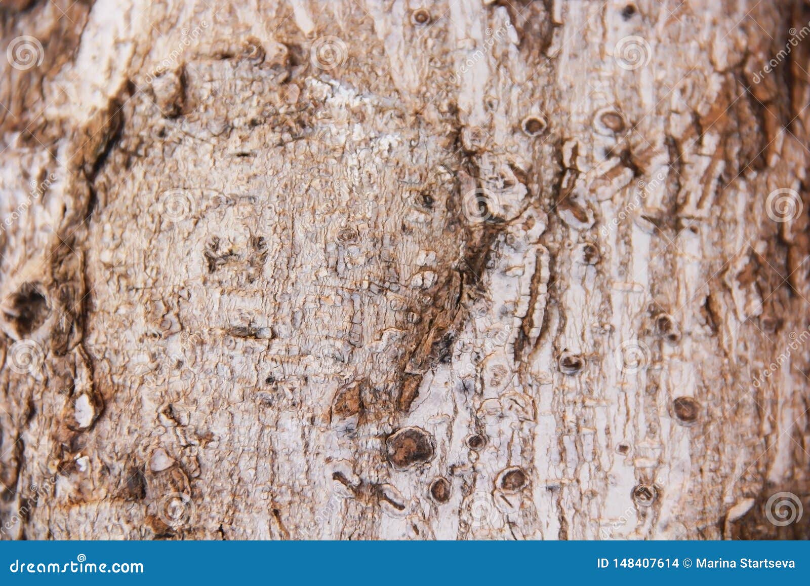 Texture of the Surface of an Old Tree with Cracks, Stains and Patterns ...