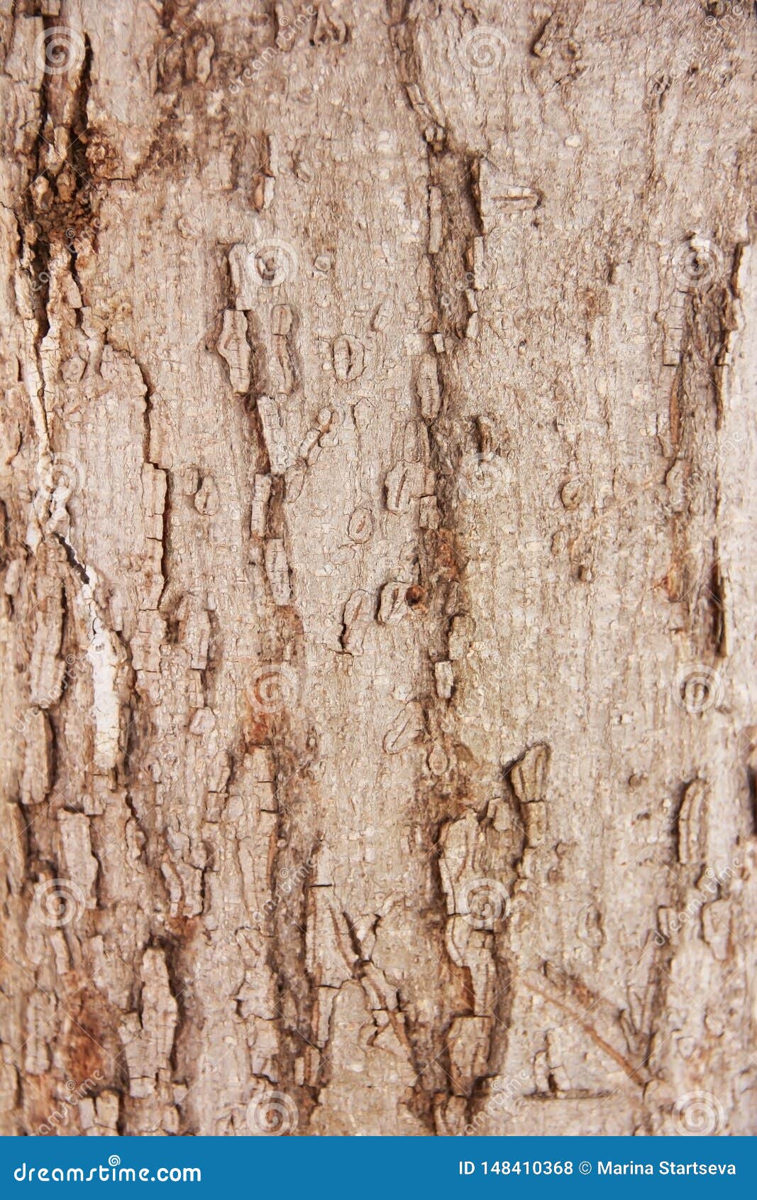Texture of the Surface of an Old Tree with Cracks, Stains and Patterns ...