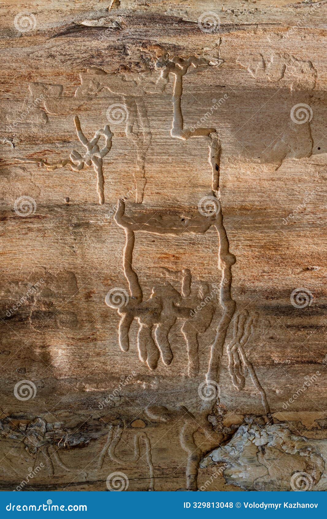 The Texture of the Surface of an Old Tree Trunk with Traces of Bark ...