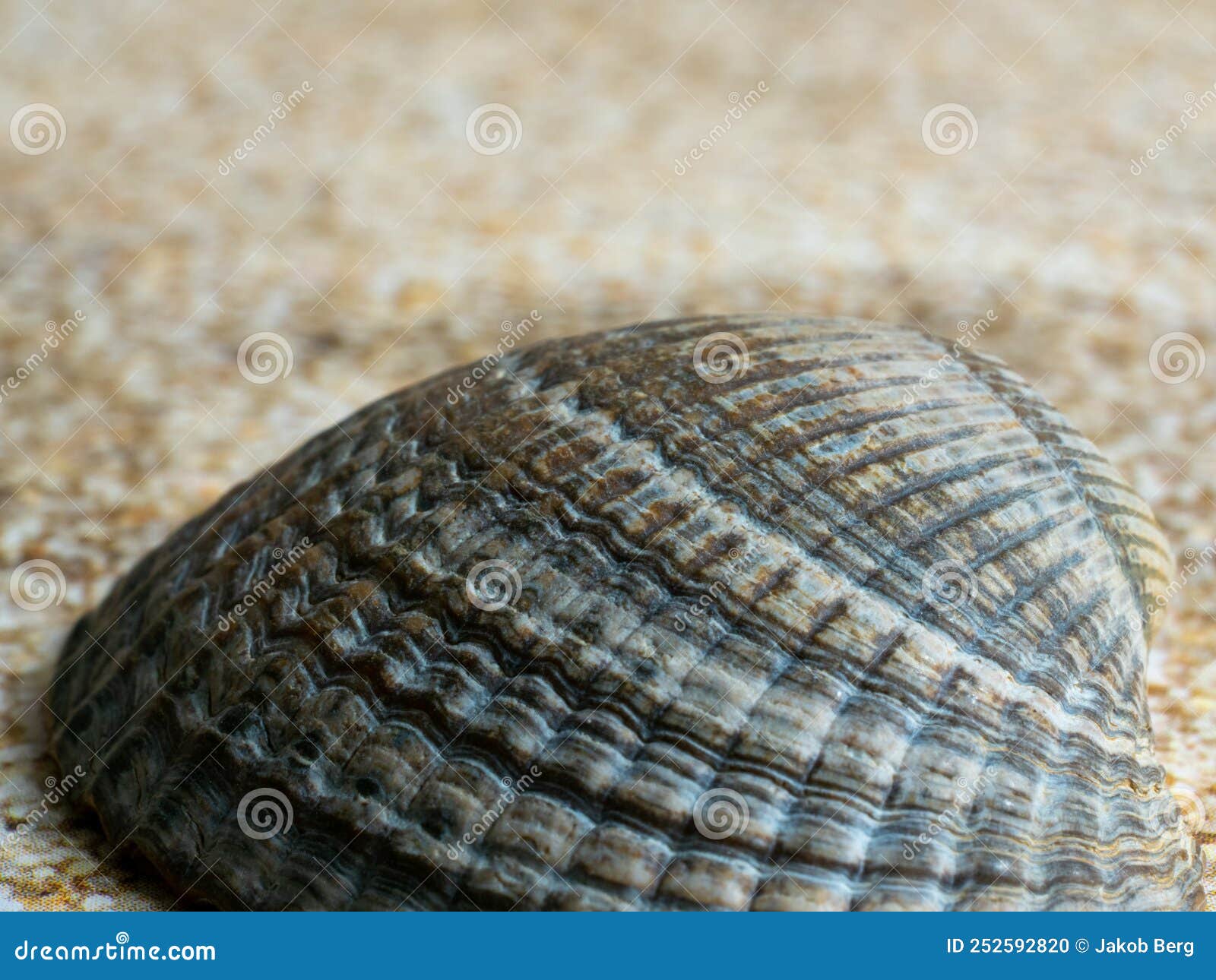 The Texture of the Surface of the Shell. Stock Photo - Image of closeup ...