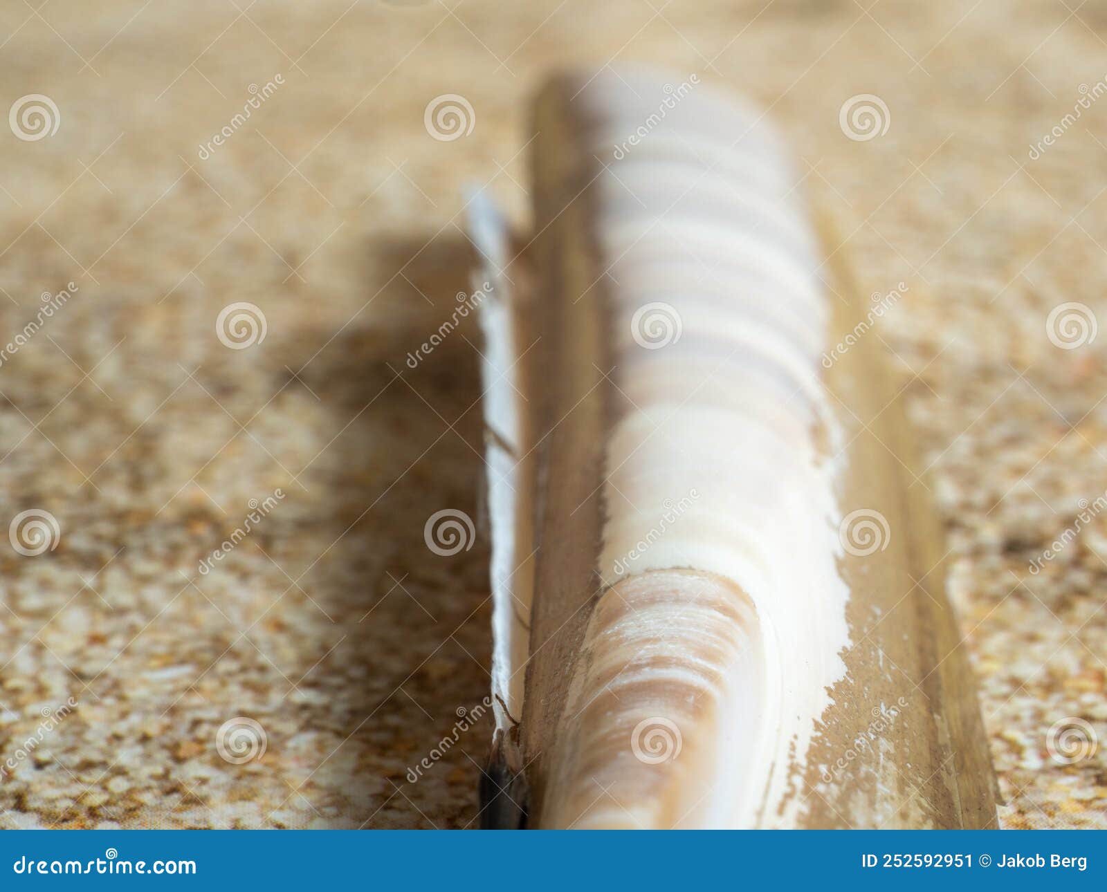 The Texture of the Surface of the Shell. Stock Image - Image of ...