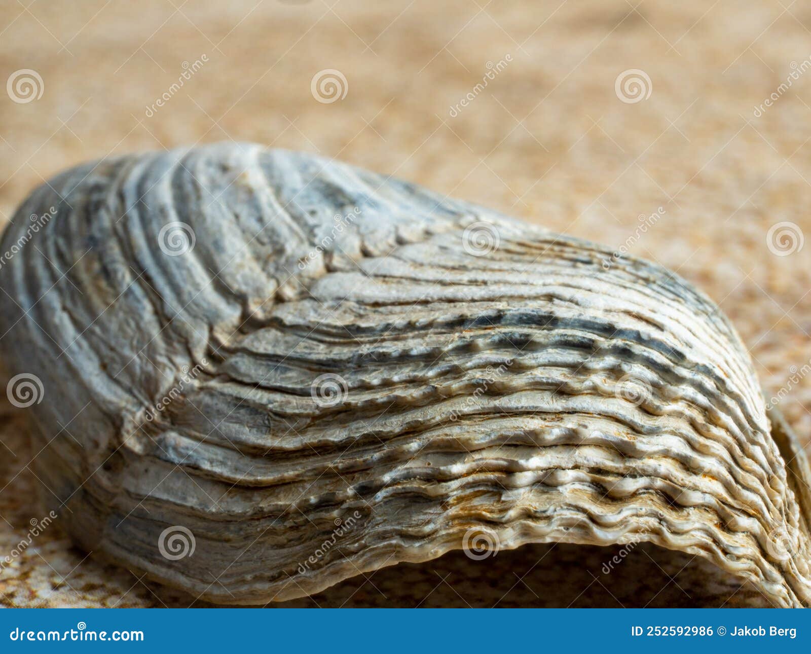 The Texture of the Surface of the Shell. Stock Photo - Image of ...