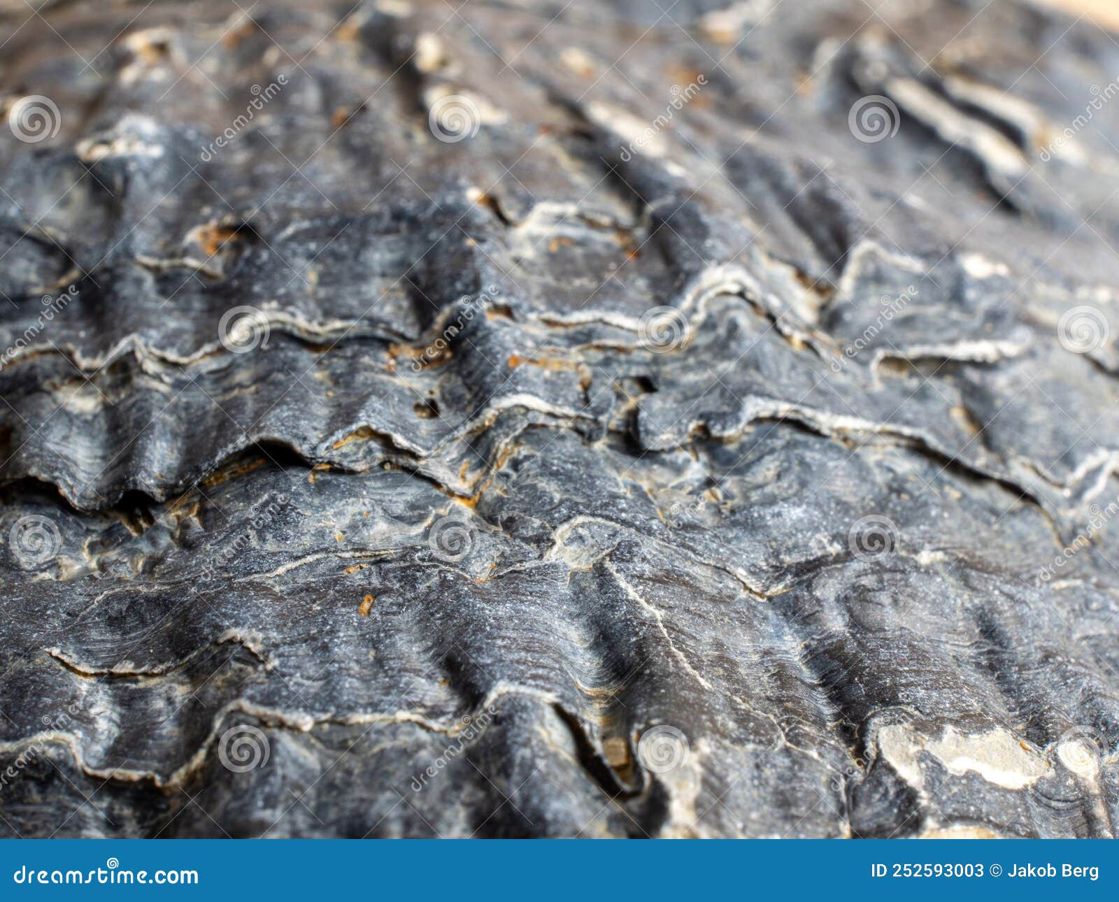 The Texture of the Surface of the Shell. Stock Image - Image of sand ...