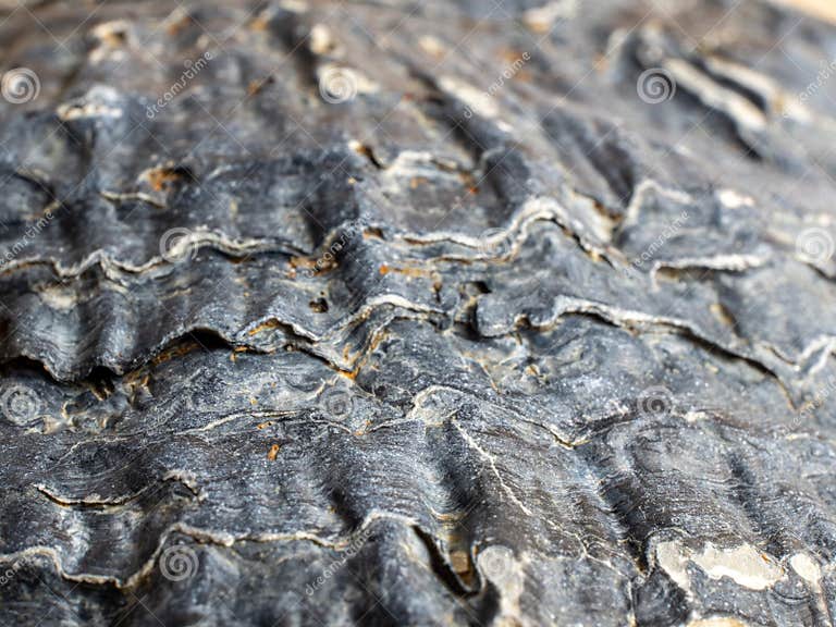 The Texture of the Surface of the Shell. Stock Image - Image of sand ...