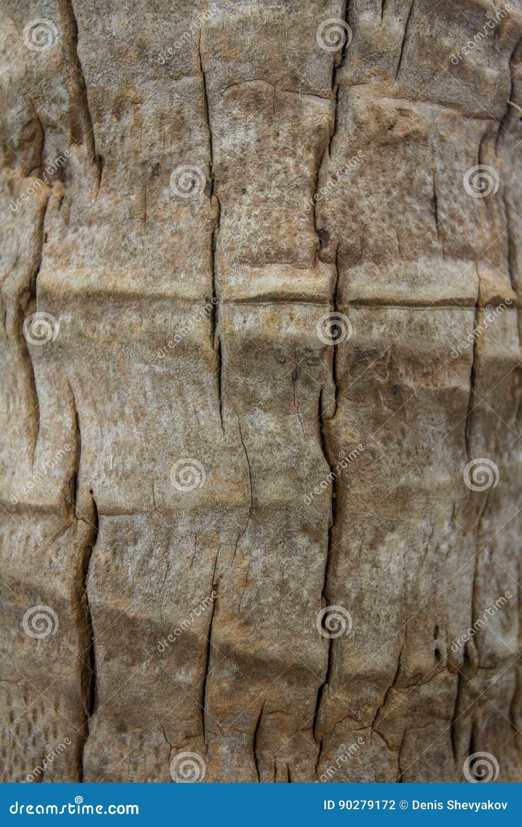 The Texture of the Surface of the Trunk of a Coconut Palm Stock Photo ...