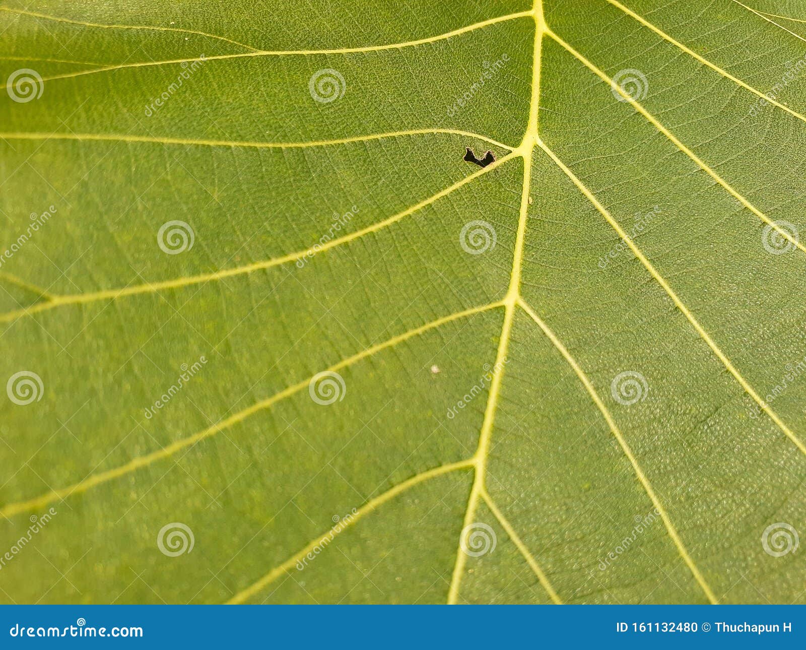 Texture from Surrounding Environment Stock Photo - Image of natural ...
