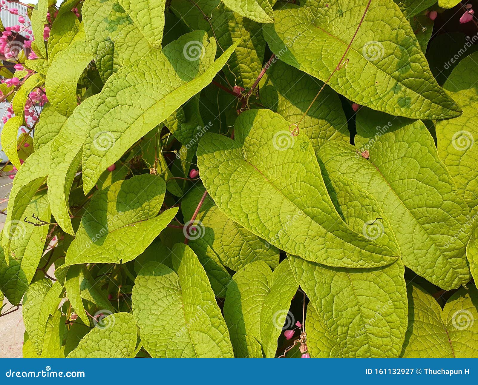 Texture from Surrounding Environment Stock Image - Image of cracked ...