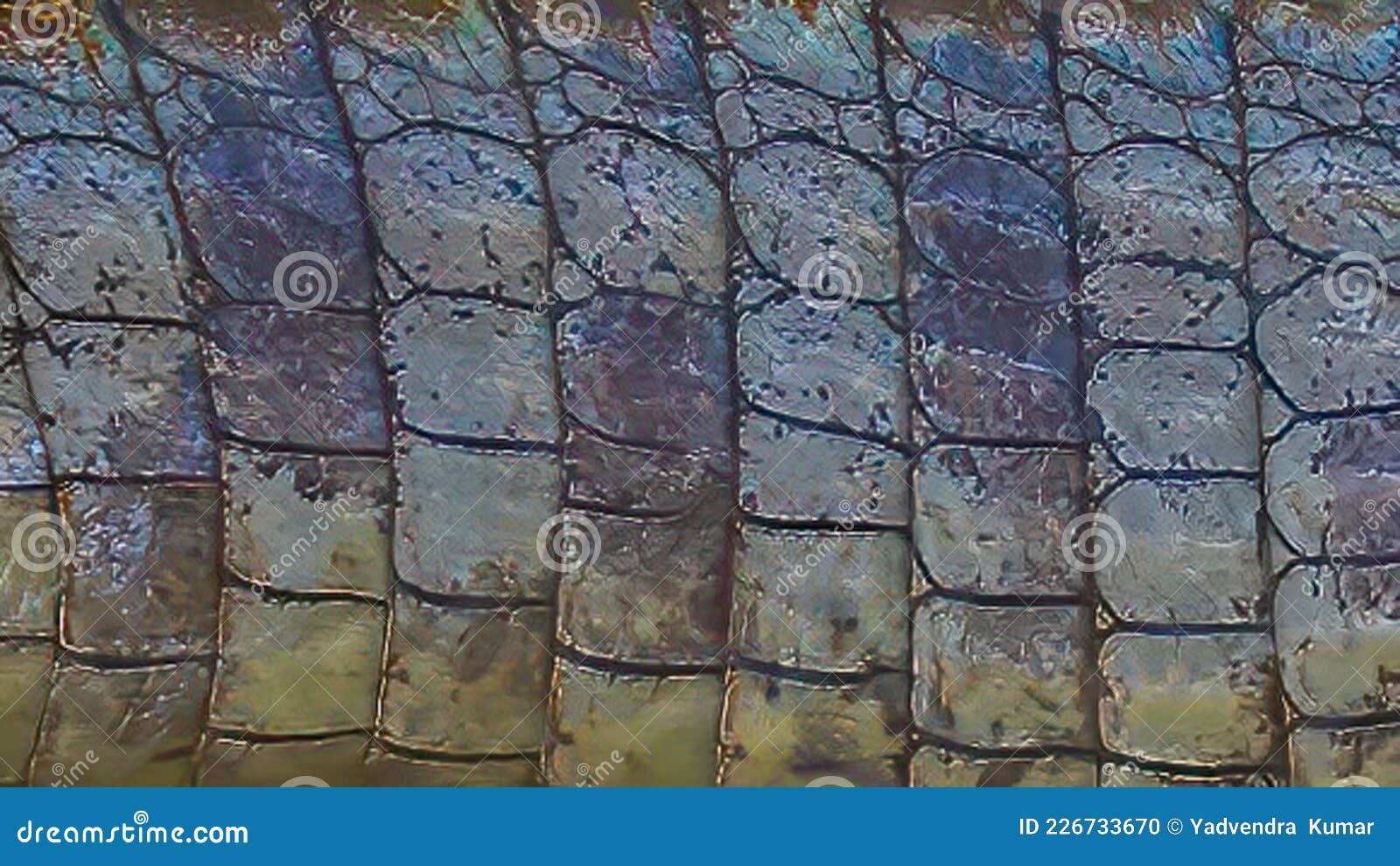 Texture of Tail of a Crocodile Stock Photo - Image of closeup, safari ...