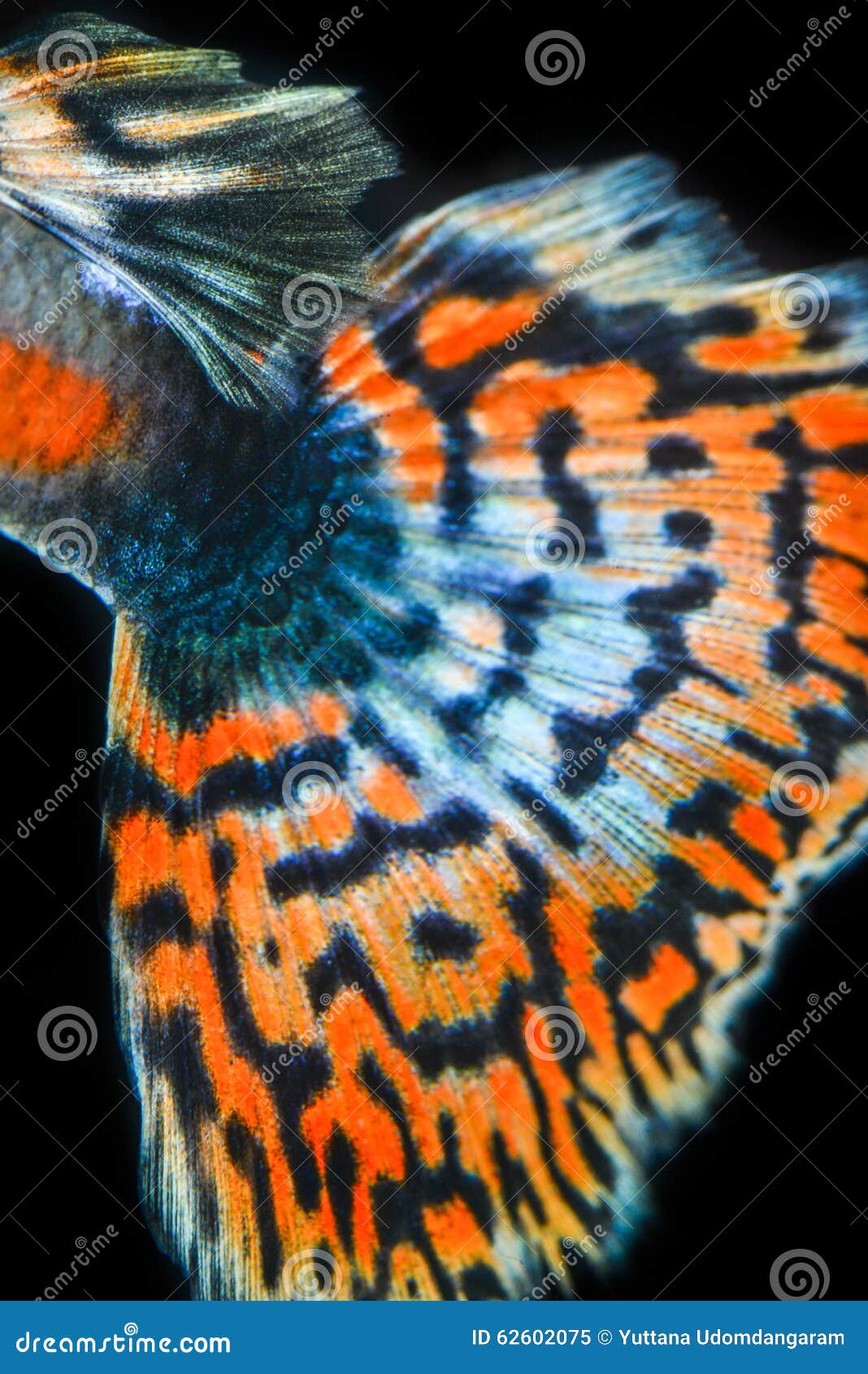Texture of tail guppy fish stock image. Image of small - 62602075