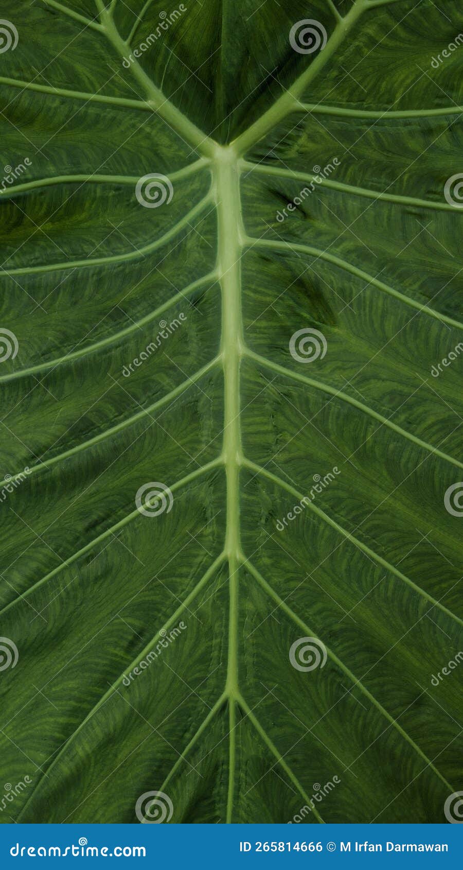 Texture of Taro Green Leaves Stock Photo - Image of botani, green ...