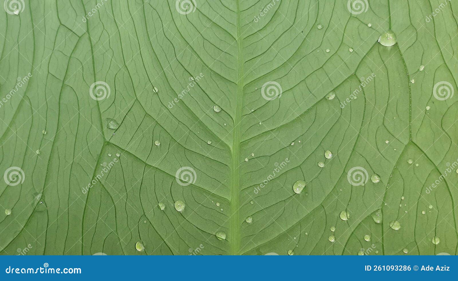 Texture of Taro Leaves with Water Splash Stock Photo - Image of grass ...