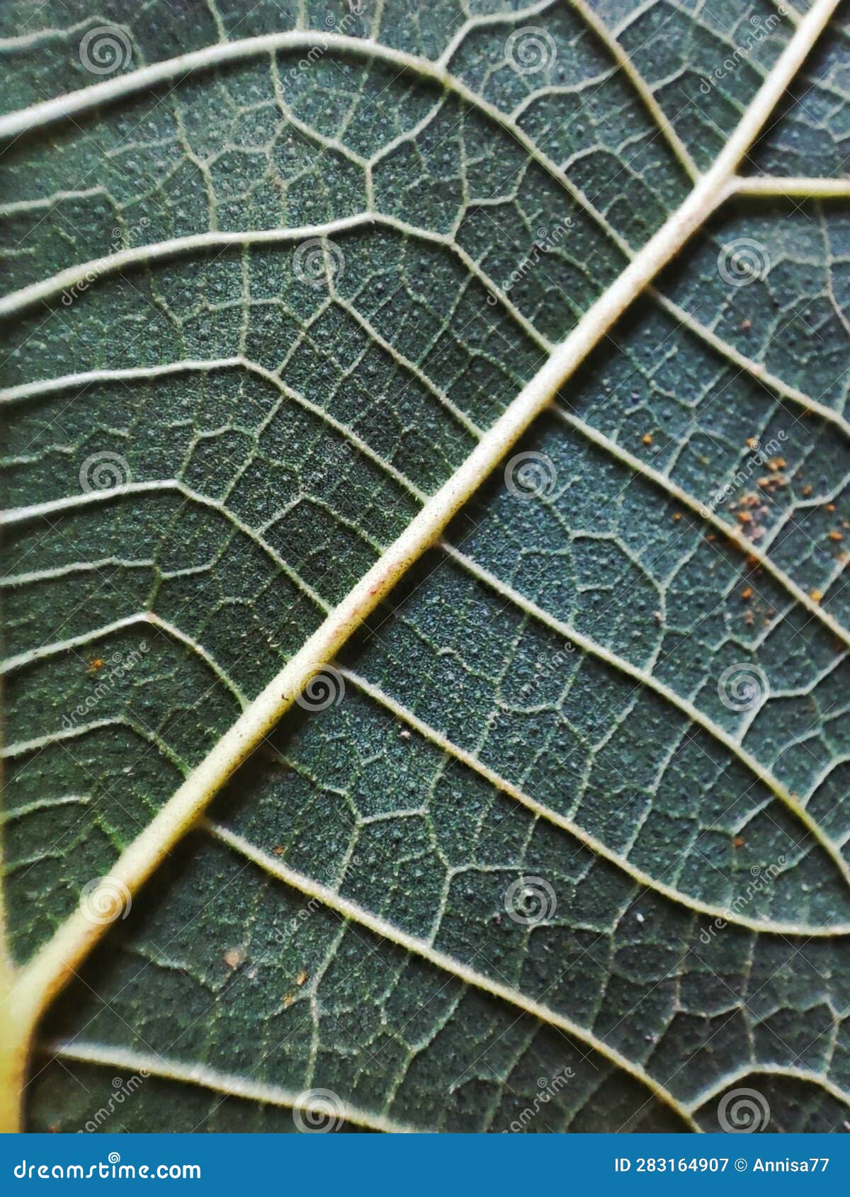 Texture of Teak leave stock image. Image of prairie - 283164907