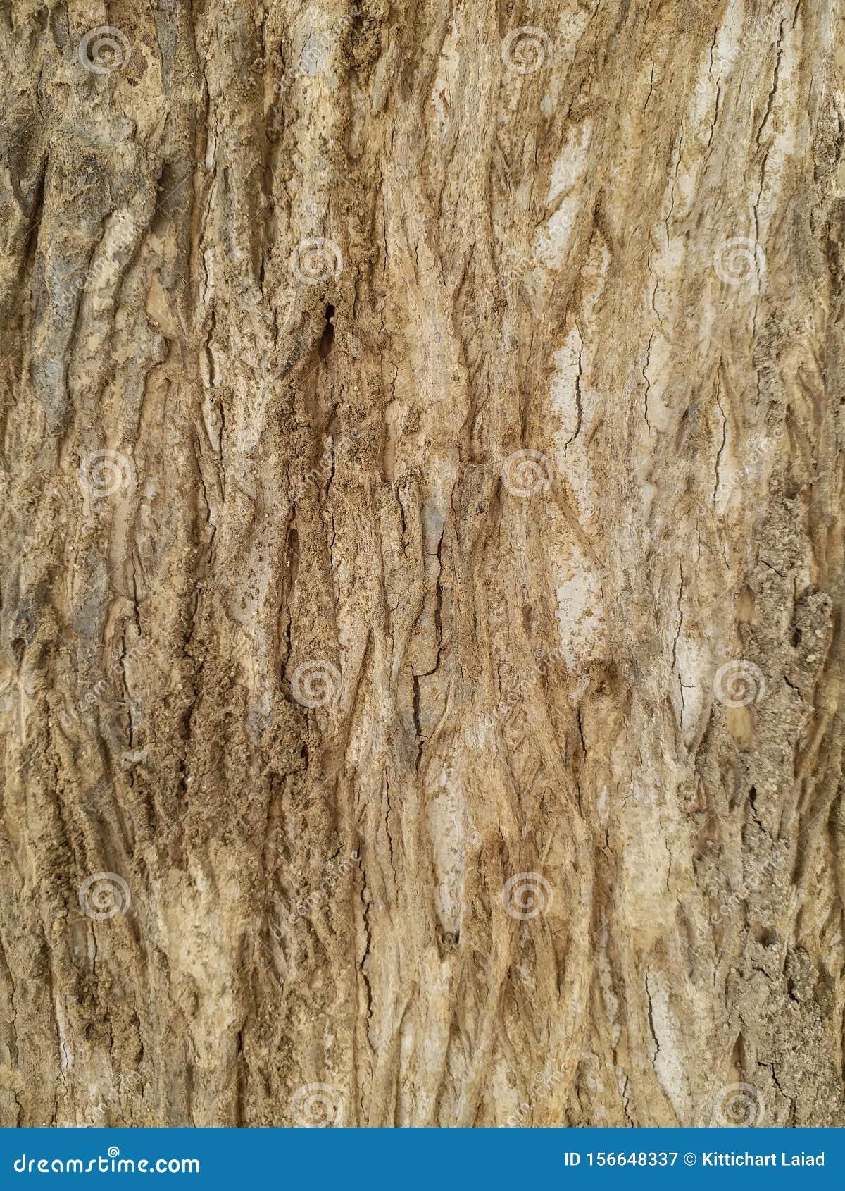 Texture of teak tree bark stock image. Image of background - 156648337