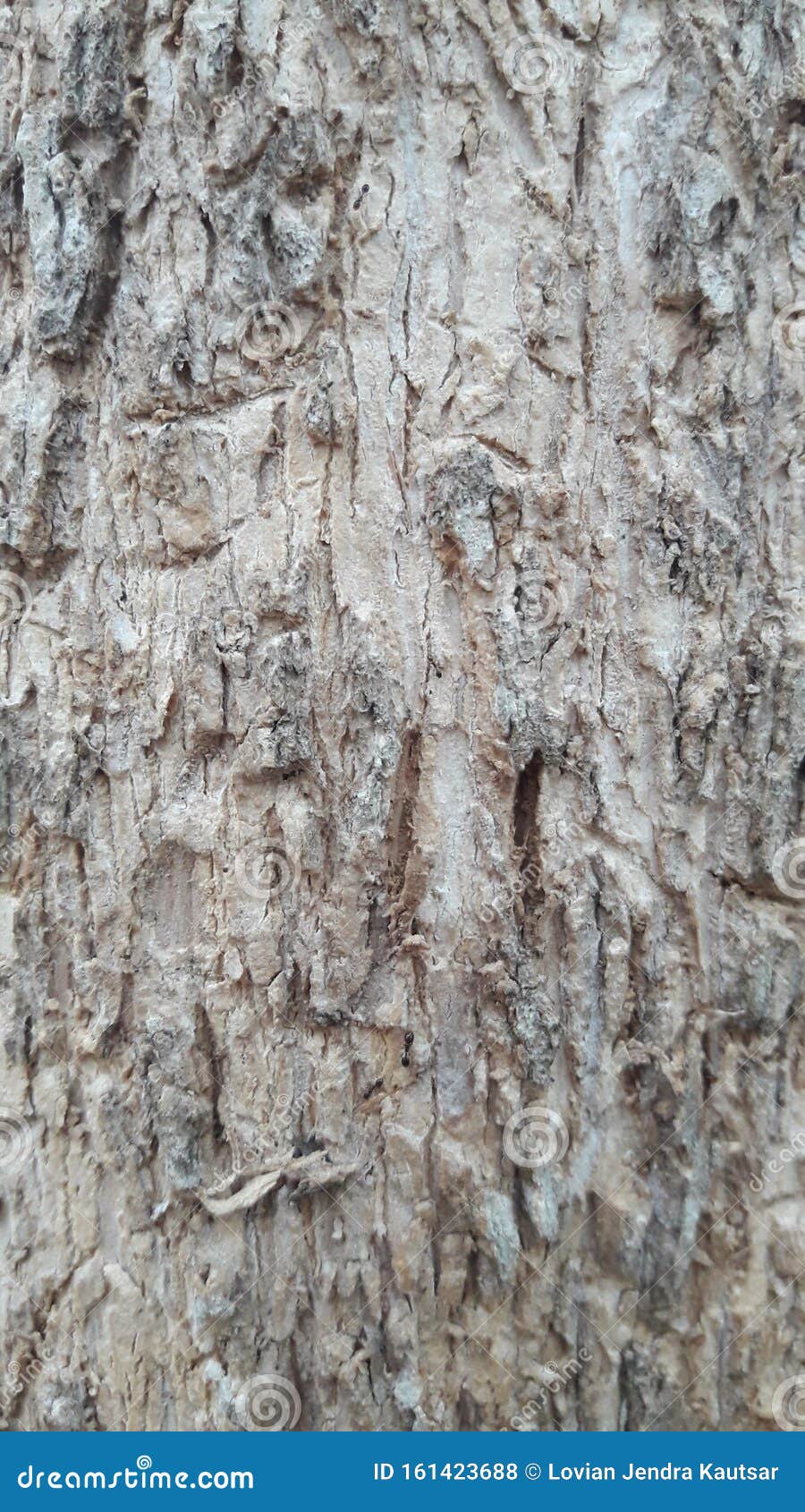Texture of teak tree bark stock photo. Image of teak - 161423688