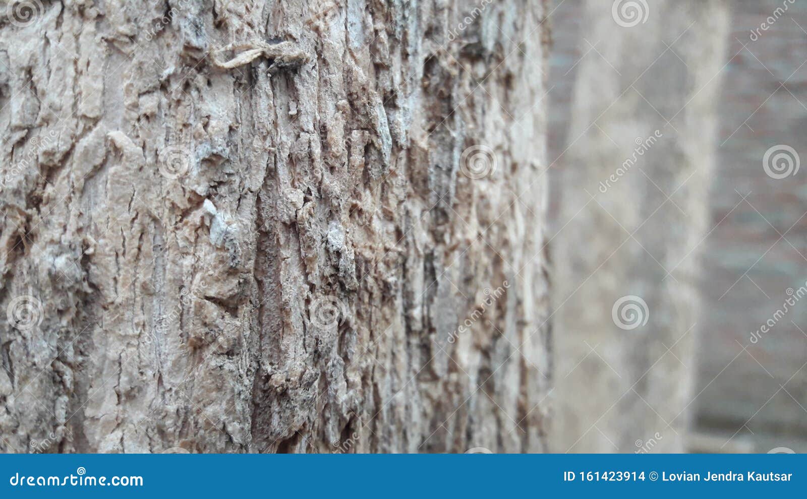 Texture of teak tree bark stock photo. Image of tree - 161423914