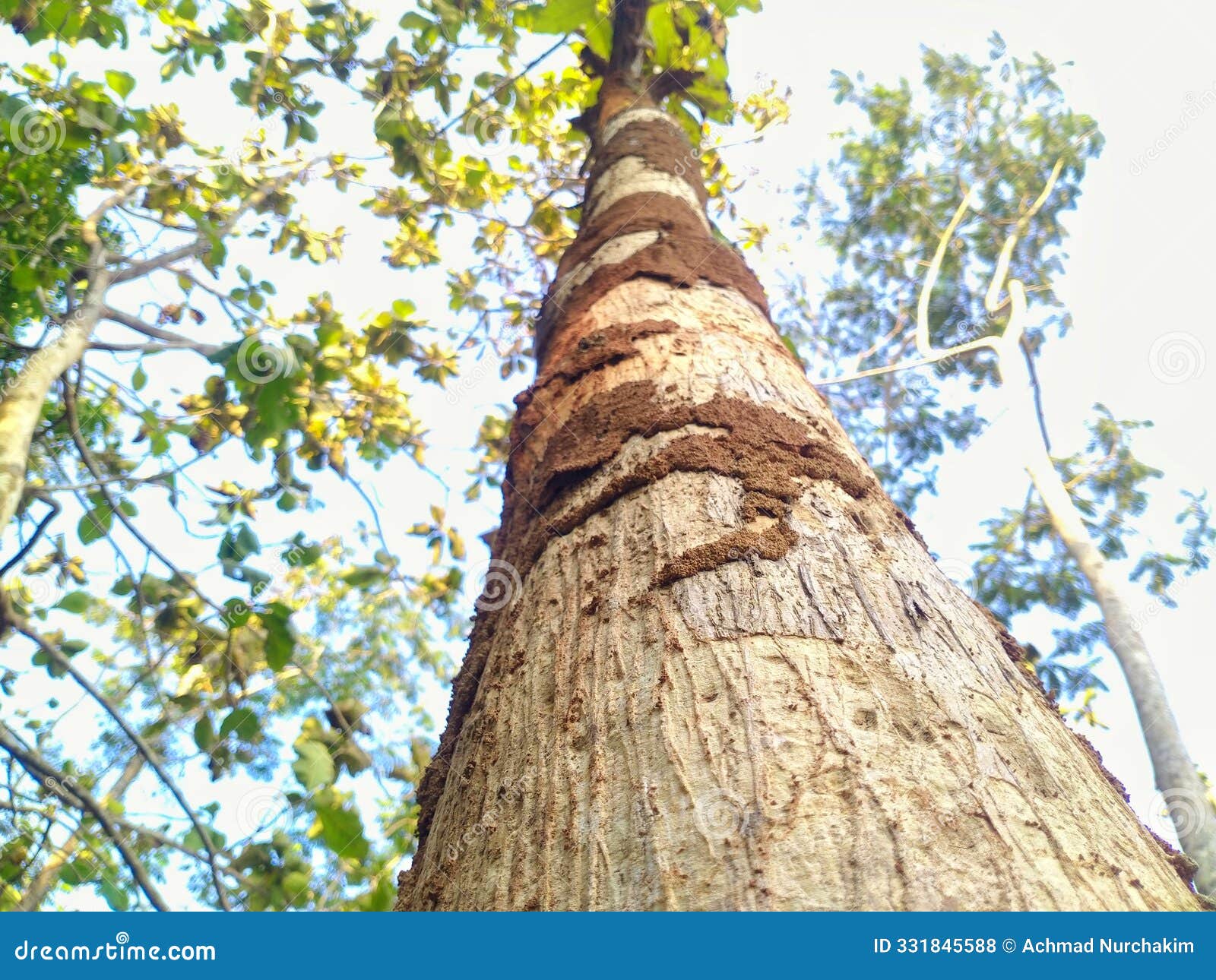 The Texture of a Teak Tree Being Infested with Subterranean Termites ...