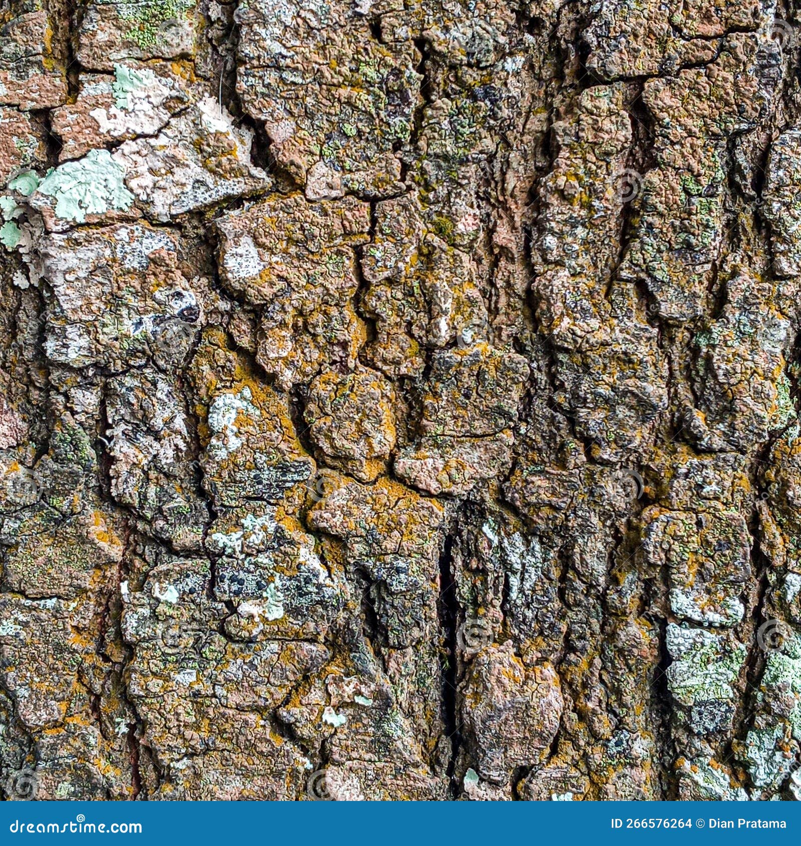 Jati tree trunk shape stock photo. Image of object, design - 266576264