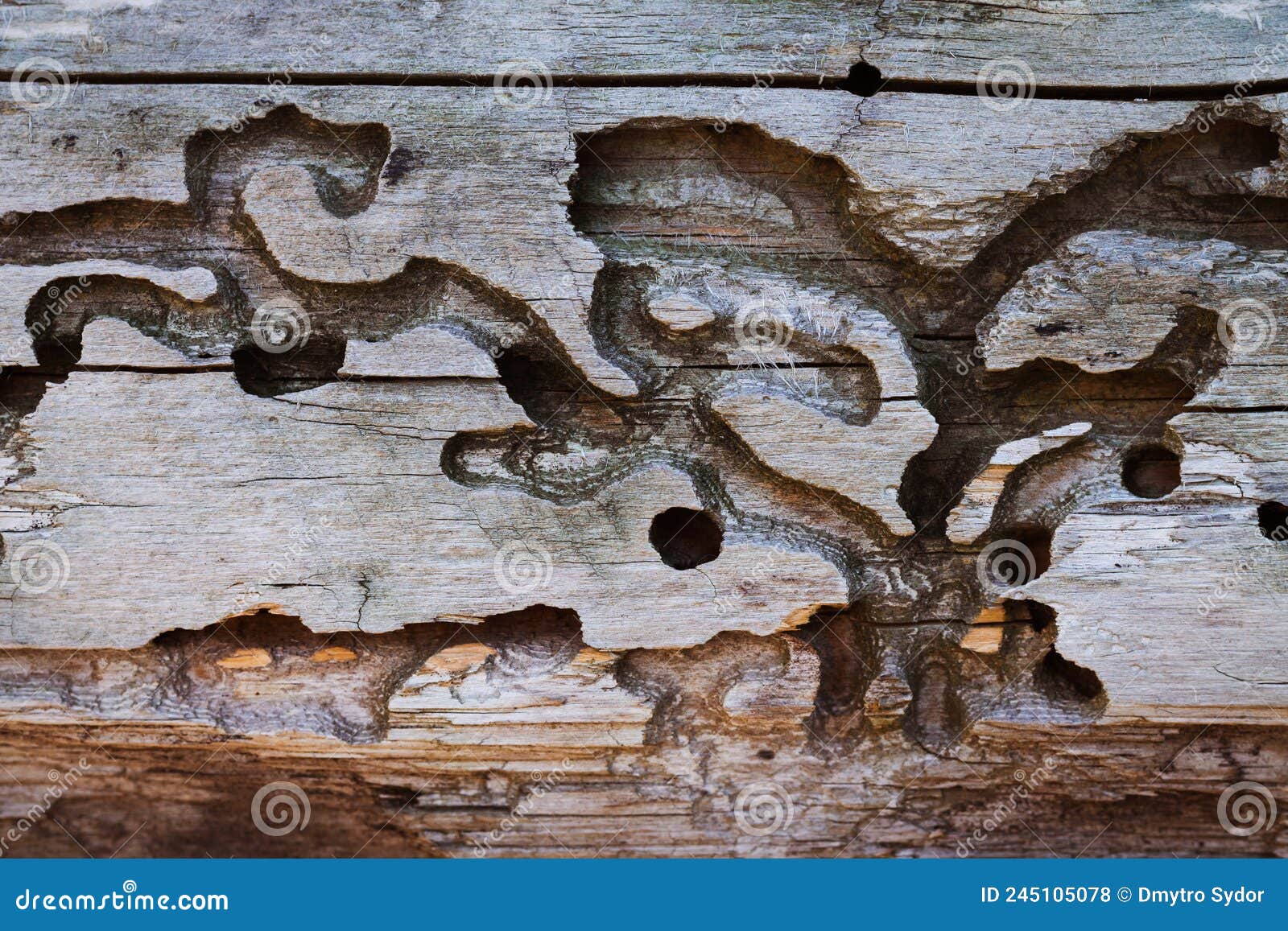 Termite Damaged Timber Showing Holes And Tunnels Made By The Woo Stock ...