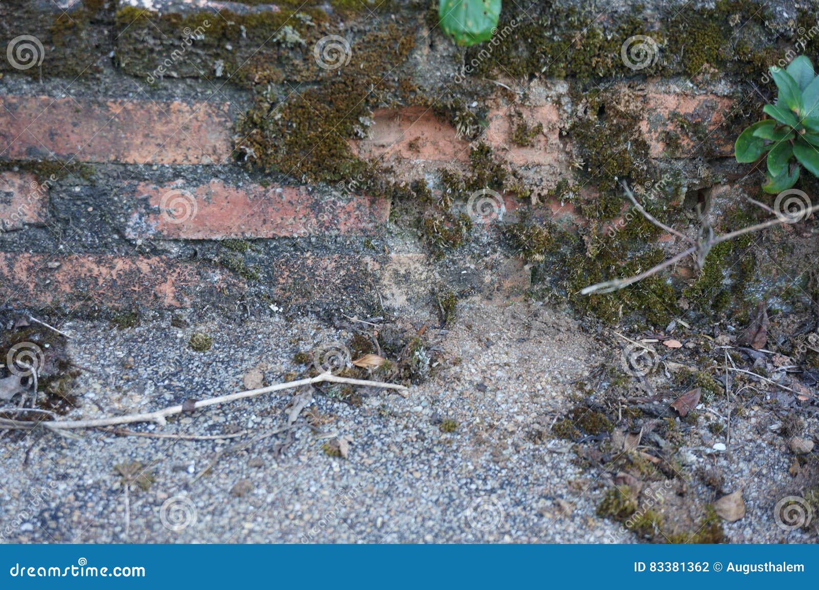 Texture of Texture of Lichen on Brick Stock Photo - Image of lichen ...