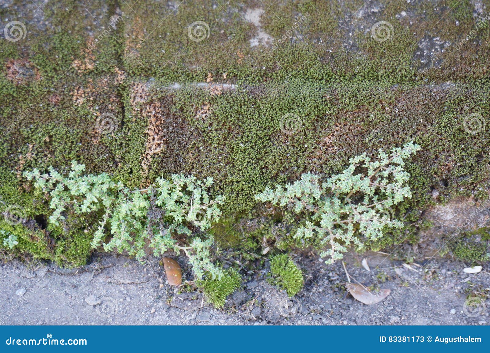 Texture of Texture of Lichen on Brick Stock Image - Image of rock ...