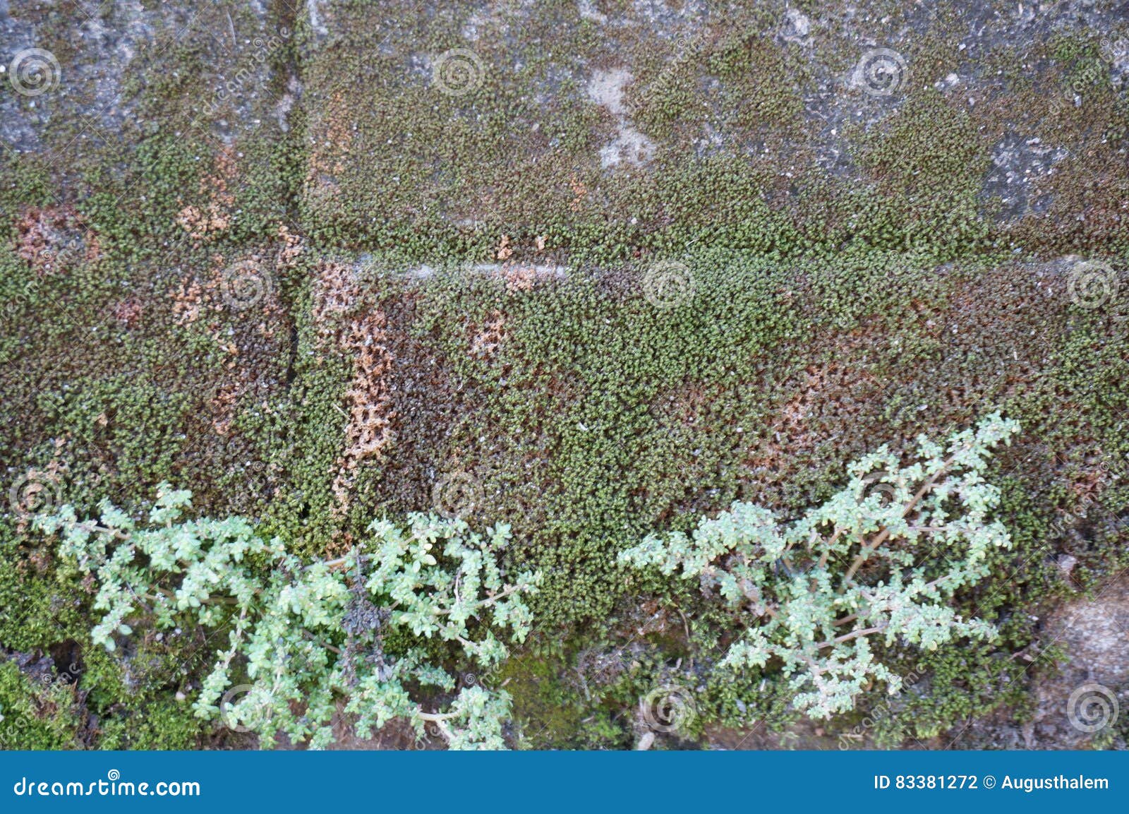Texture of Texture of Moss on Brick Stock Photo - Image of rock, ground ...