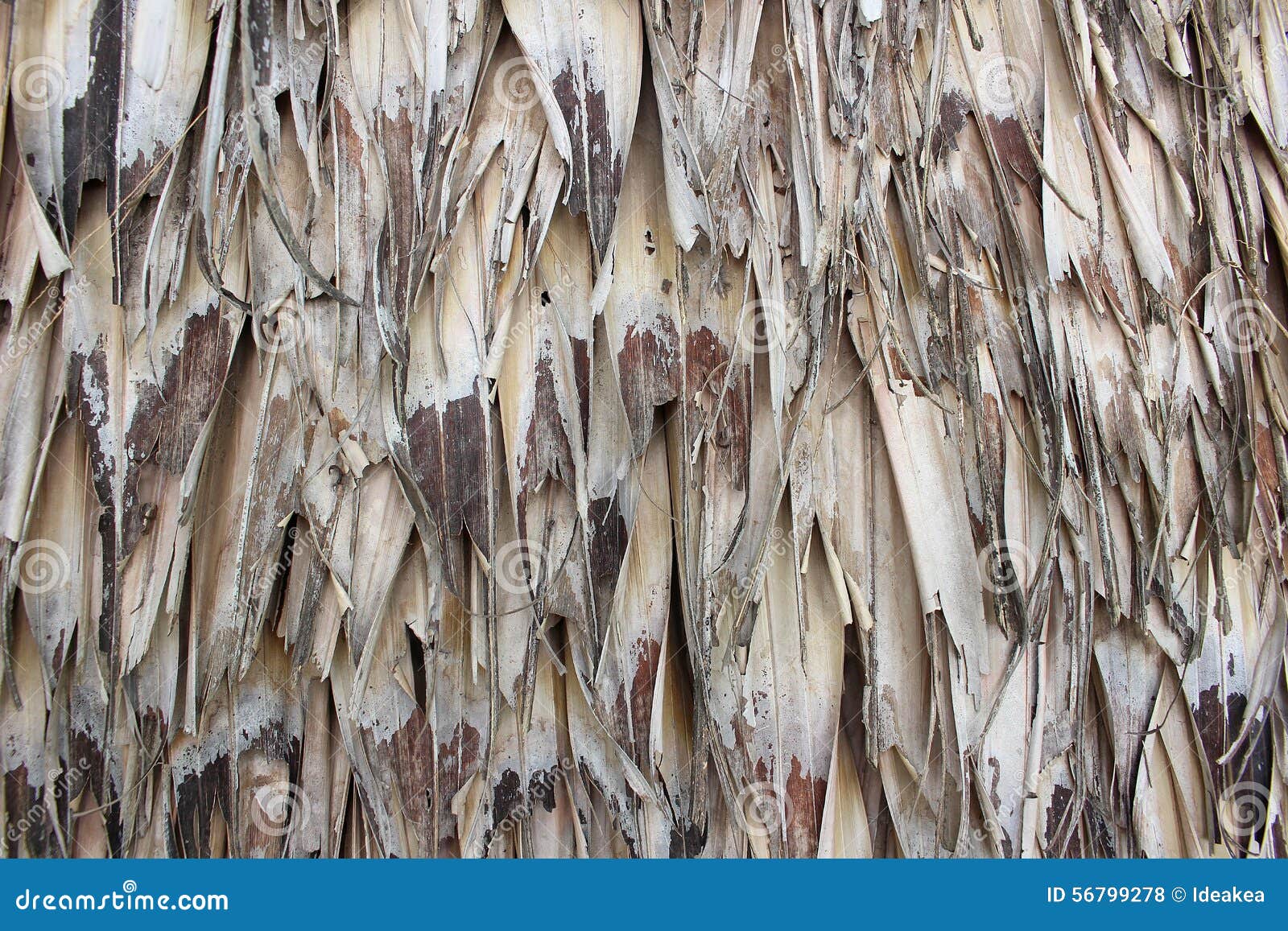 Texture of thatch roof stock photo. Image of palm, roof - 56799278