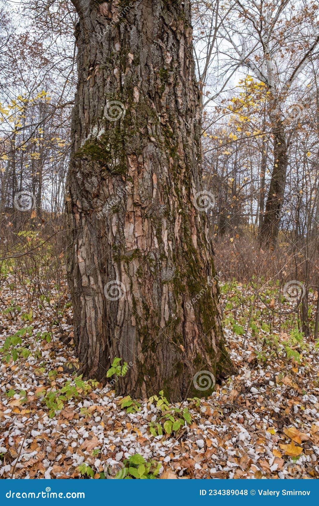 The Thick Trunk Of A Green Natural Natural Terrible Terrible Horisia ...