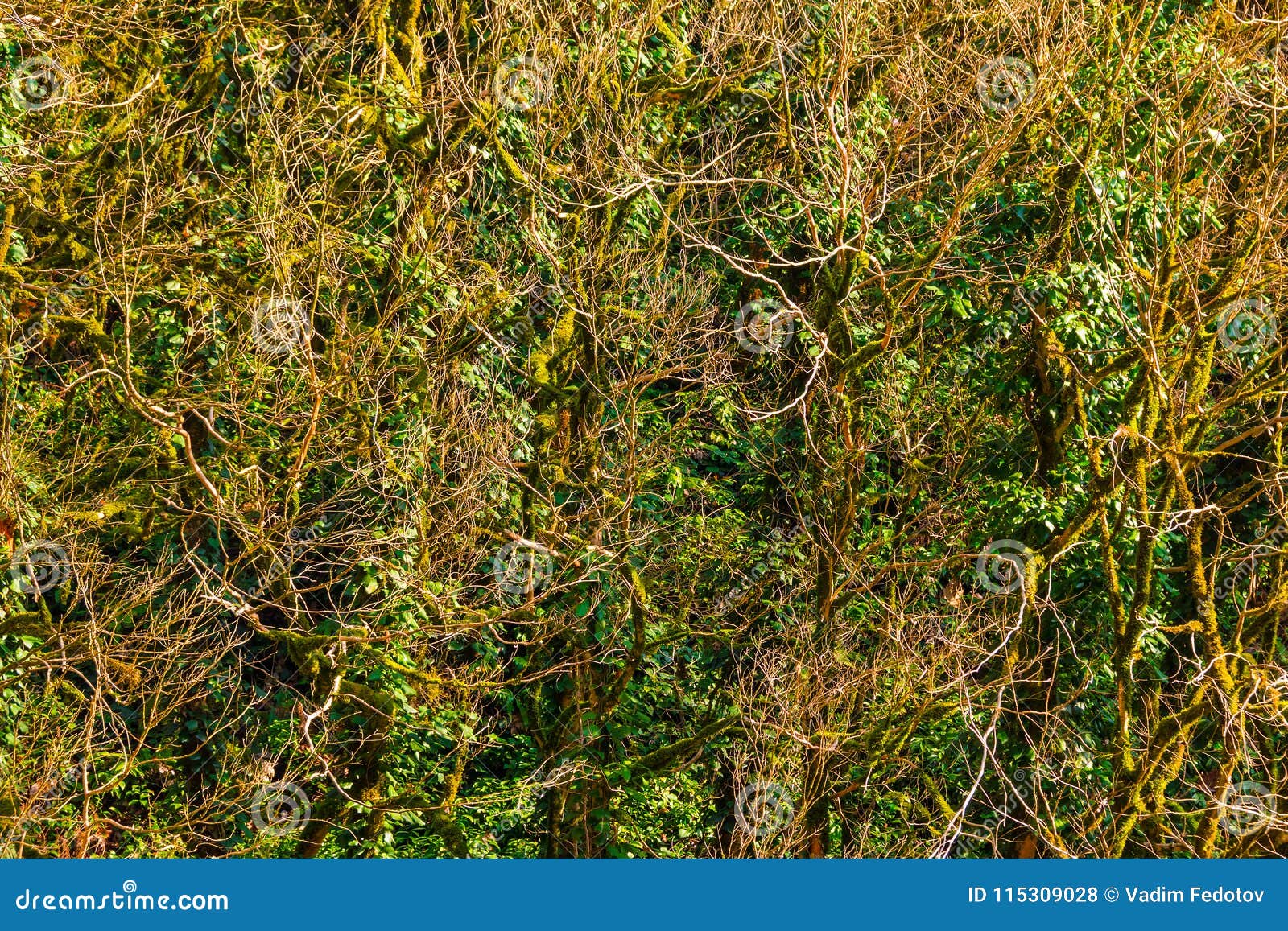 Texture of Thicket of Box-trees Stock Photo - Image of green, closeup ...