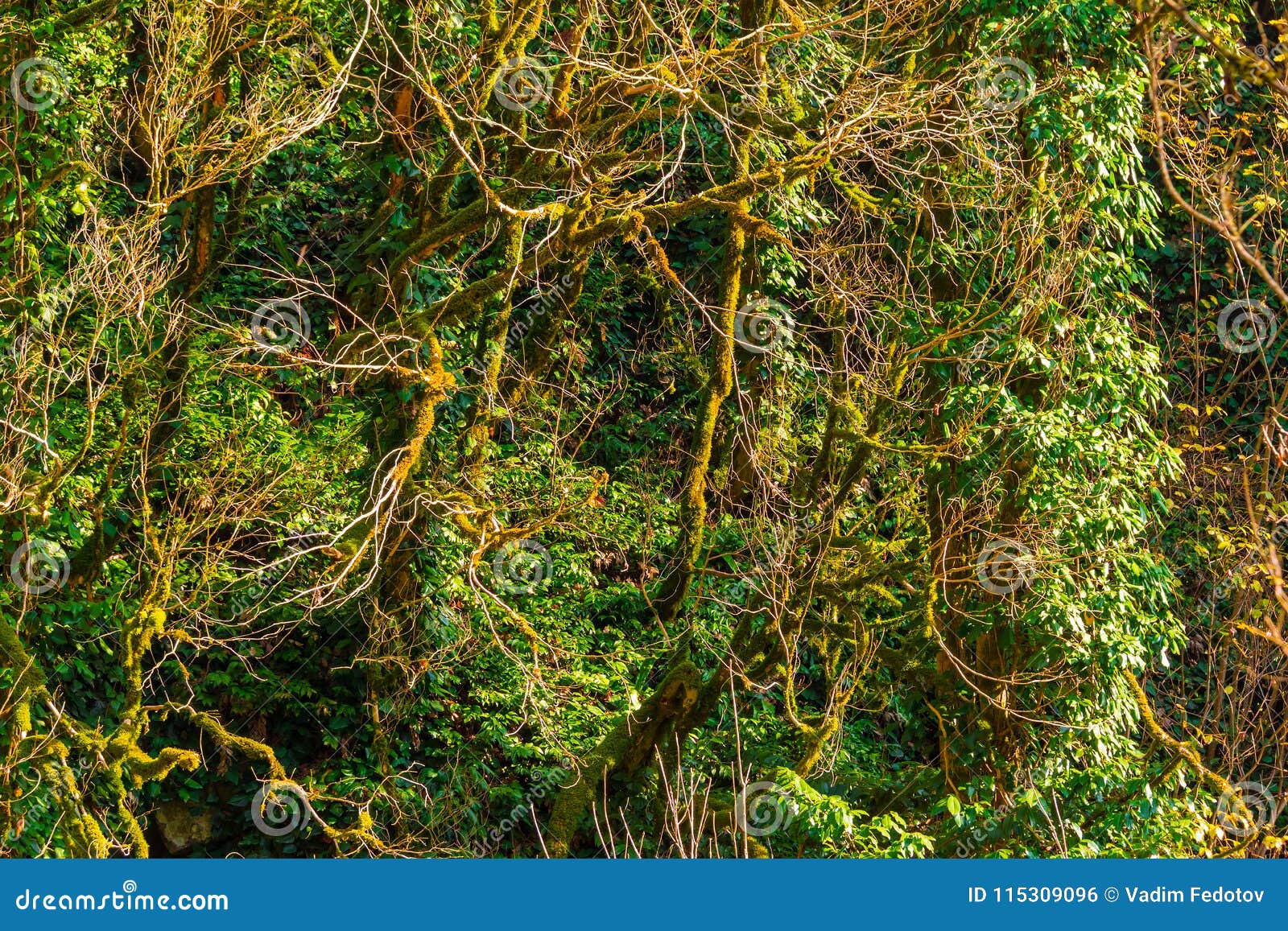 Texture of Thicket of Box-trees Stock Photo - Image of steep, trunk ...