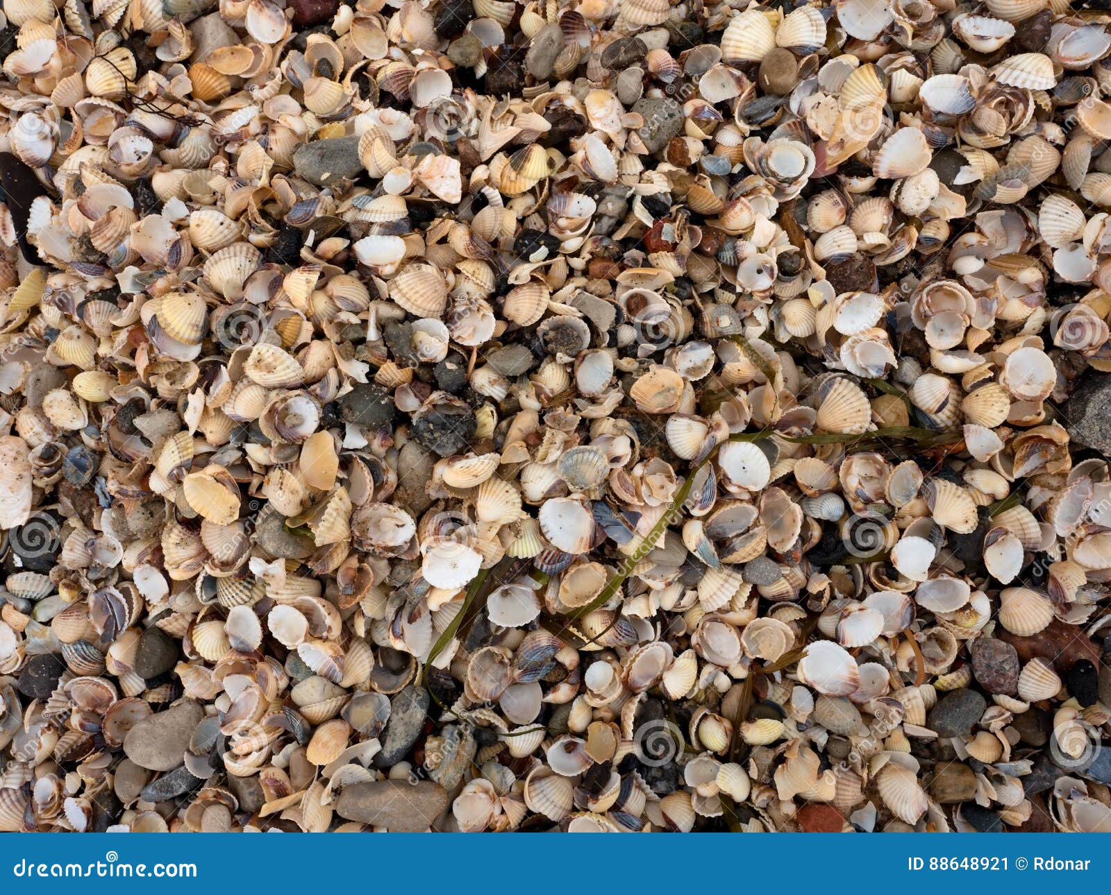 Texture of Thousands Shells, Empty Shell on Beach Stock Image - Image ...