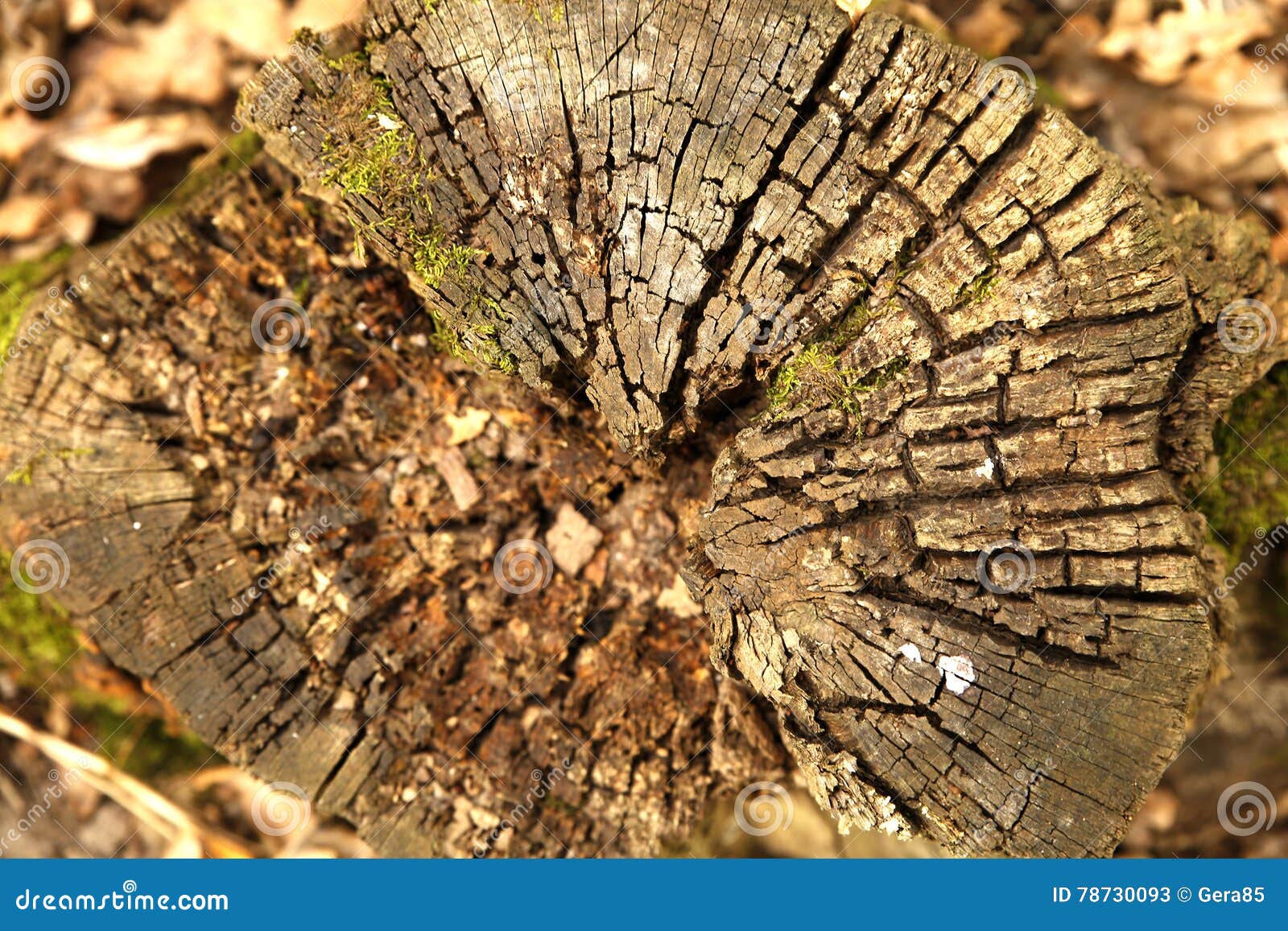 Texture timber tree stump stock image. Image of nature - 78730093