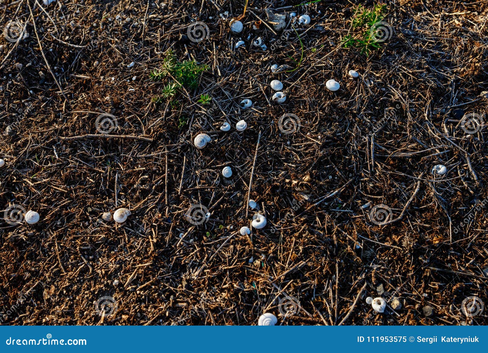 Texture of Tiny Shell between Soil with Grass and Branches Stock Image ...