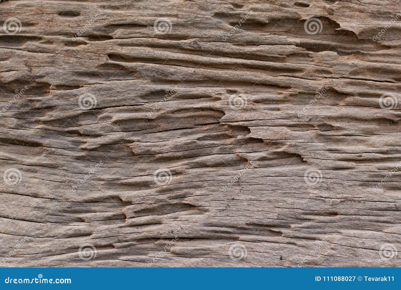 Traces Of Termites Eat Wood, Timber Beam Of Door Damaged By Termite ...
