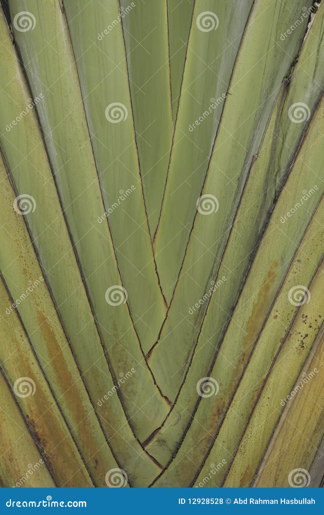 Texture of Traveler s tree stock photo. Image of ravenala - 12928528