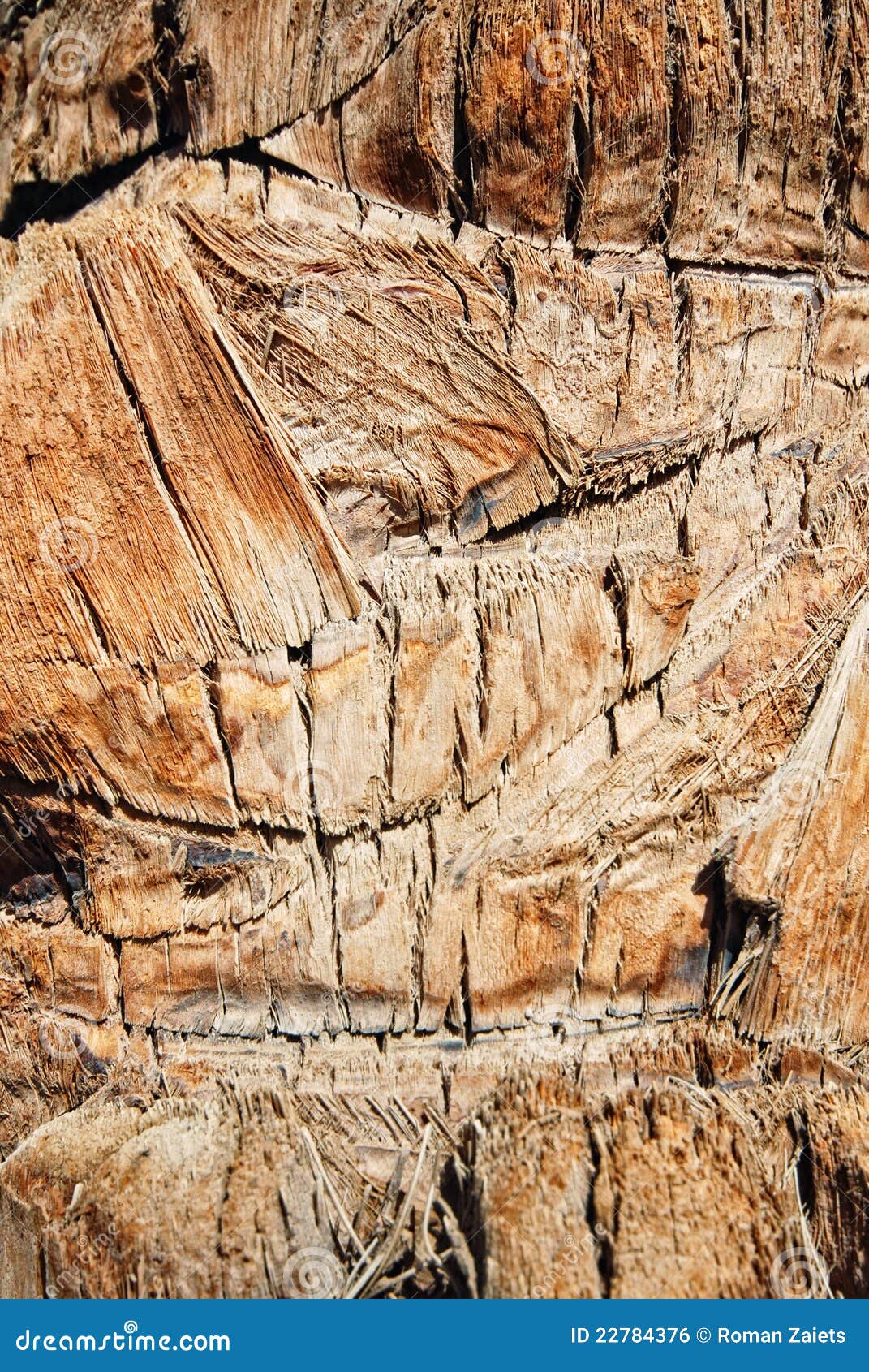 Texture of tree stock photo. Image of bark, dark, macro - 22784376