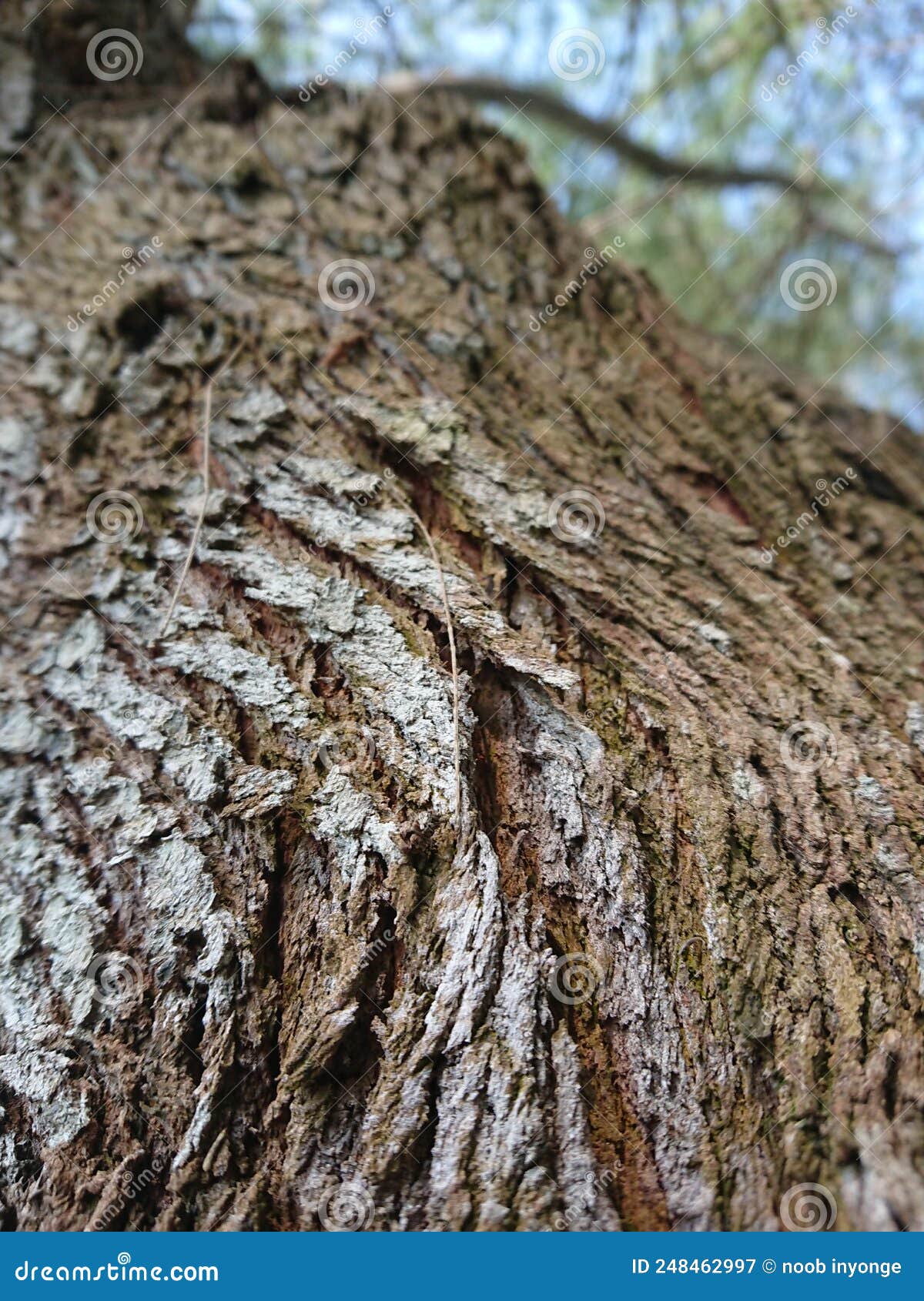 A texture of the tree stock image. Image of nature, green - 248462997
