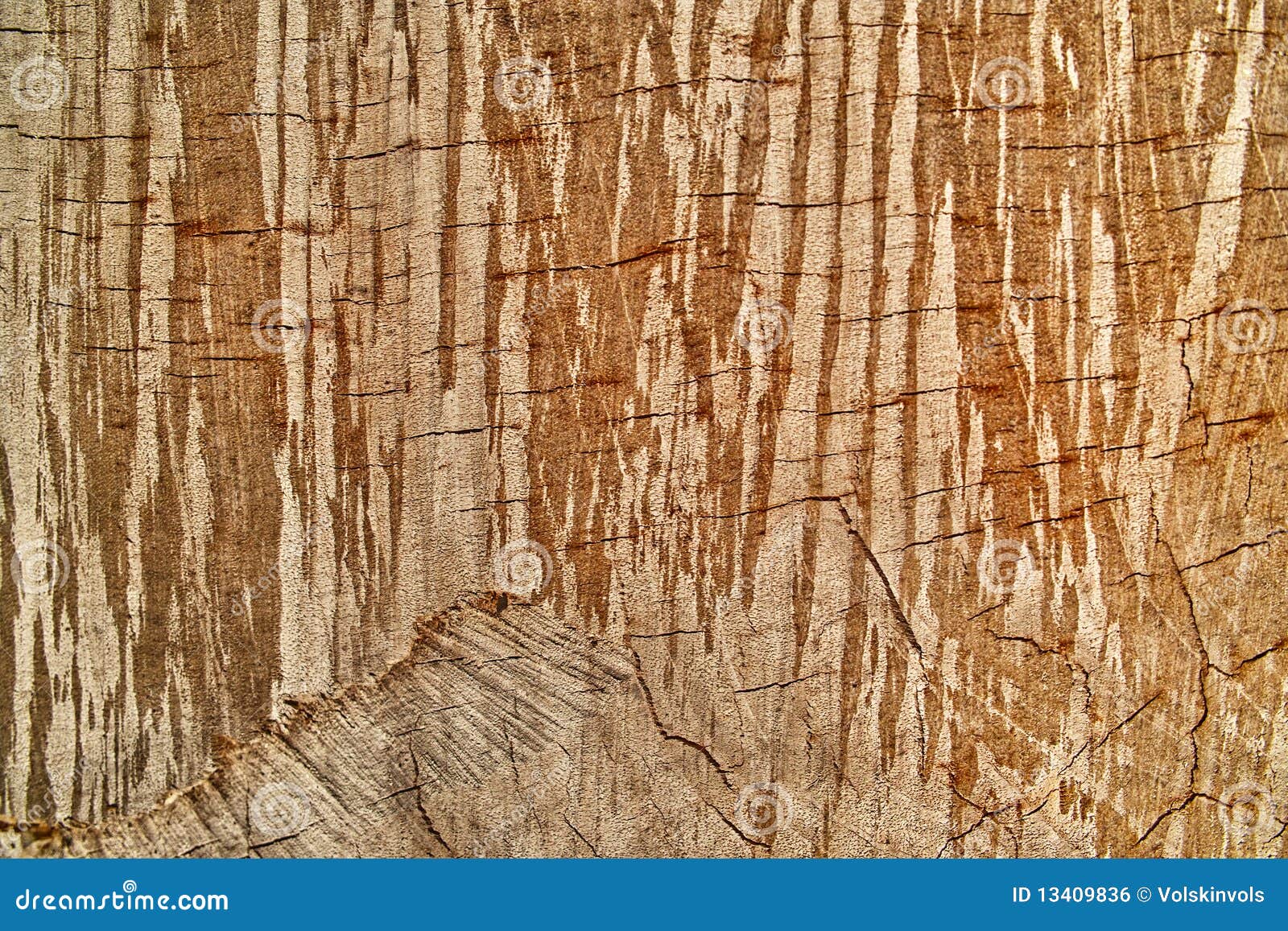 Texture tree background stock photo. Image of abstract - 13409836