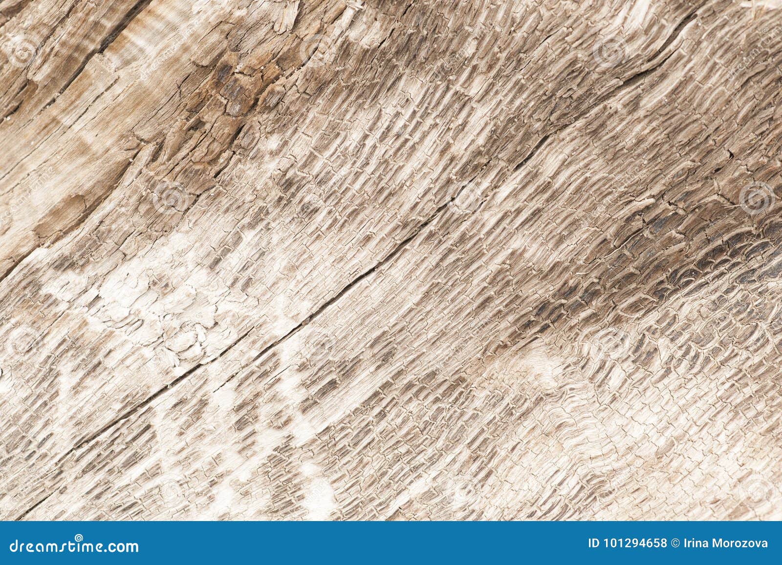Texture of a Tree, Background Stock Photo - Image of surface, abstract ...