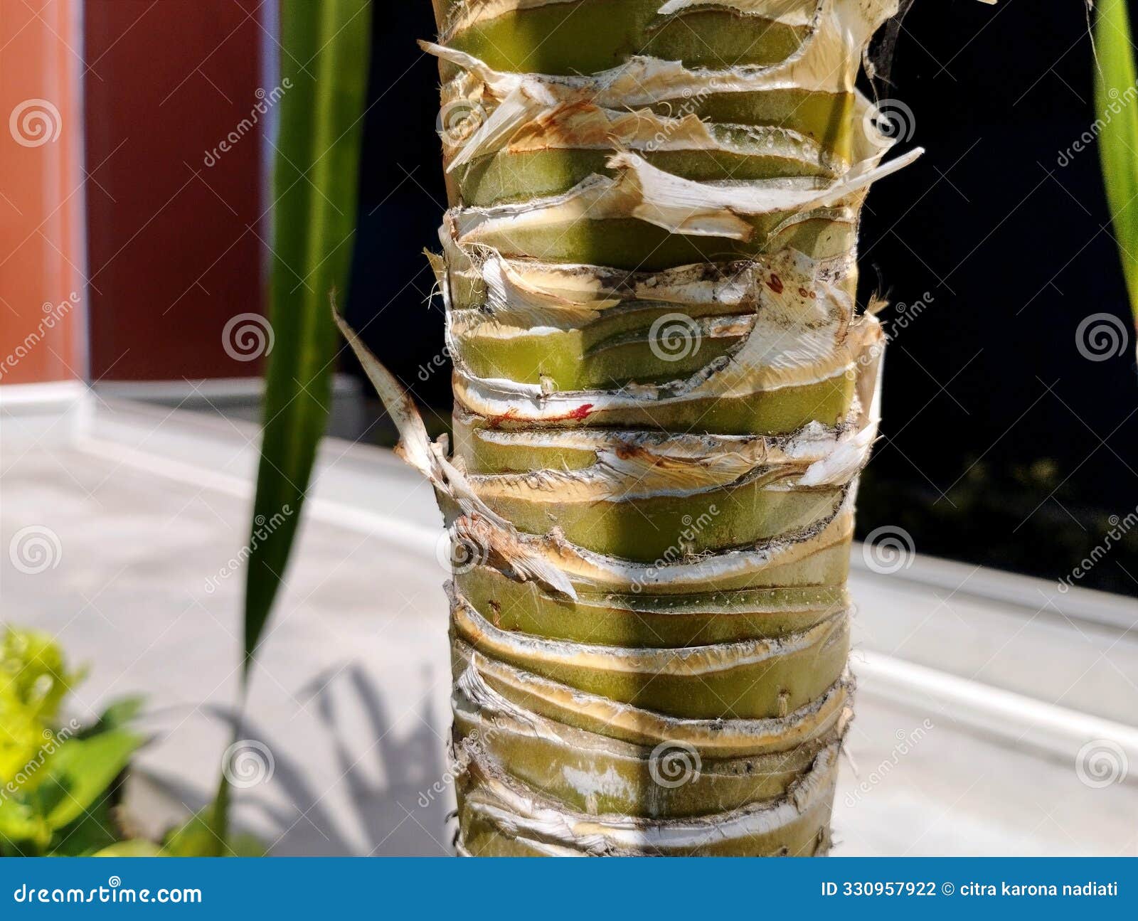Texture. Pandan Tree Green Leaves Close Up. Pandanus Tropical Wild ...